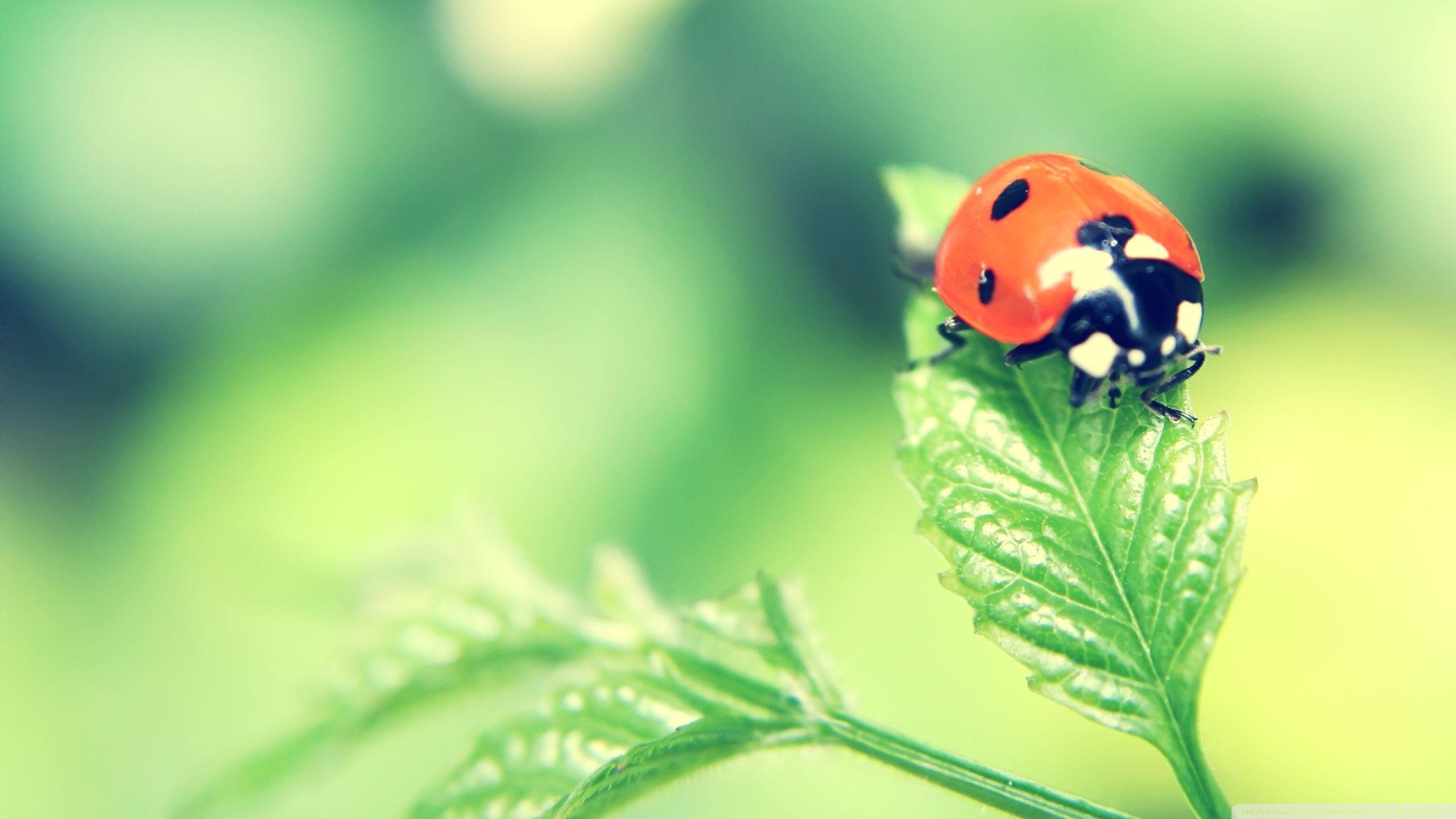 Ladybird Wallpapers - Top Free Ladybird Backgrounds - WallpaperAccess