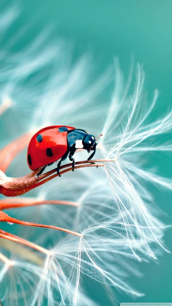 Ladybird Wallpapers - Top Free Ladybird Backgrounds - WallpaperAccess