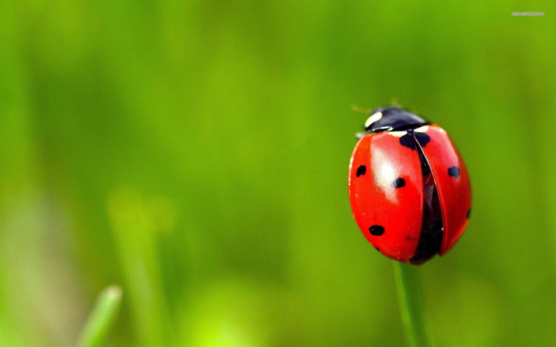 Ladybird Wallpapers - Top Free Ladybird Backgrounds - WallpaperAccess