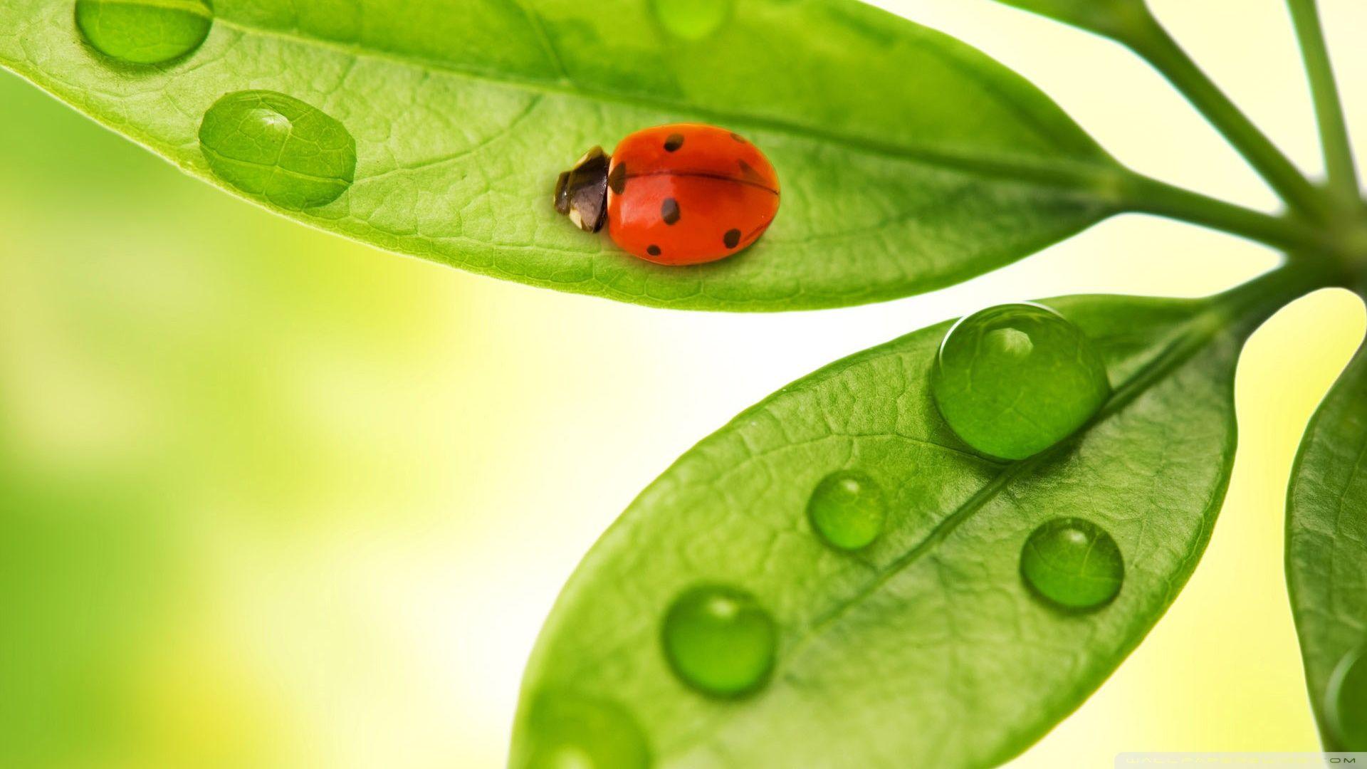 Ladybird Wallpapers - Top Free Ladybird Backgrounds - WallpaperAccess