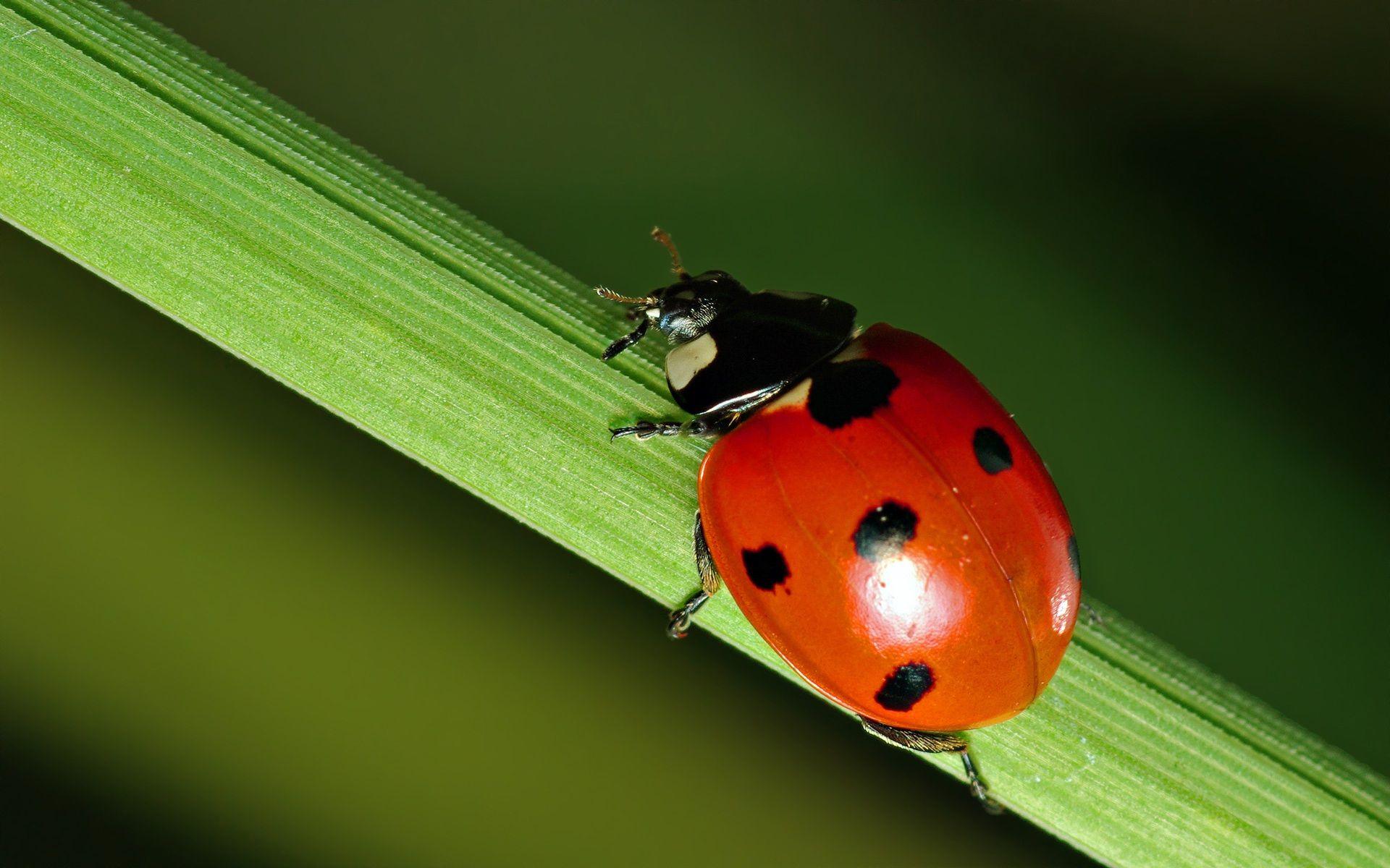 Ladybird Wallpapers - Top Free Ladybird Backgrounds - WallpaperAccess