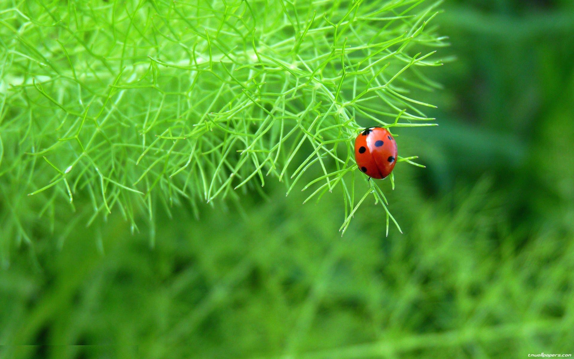 Ladybird Wallpapers - Top Free Ladybird Backgrounds - WallpaperAccess