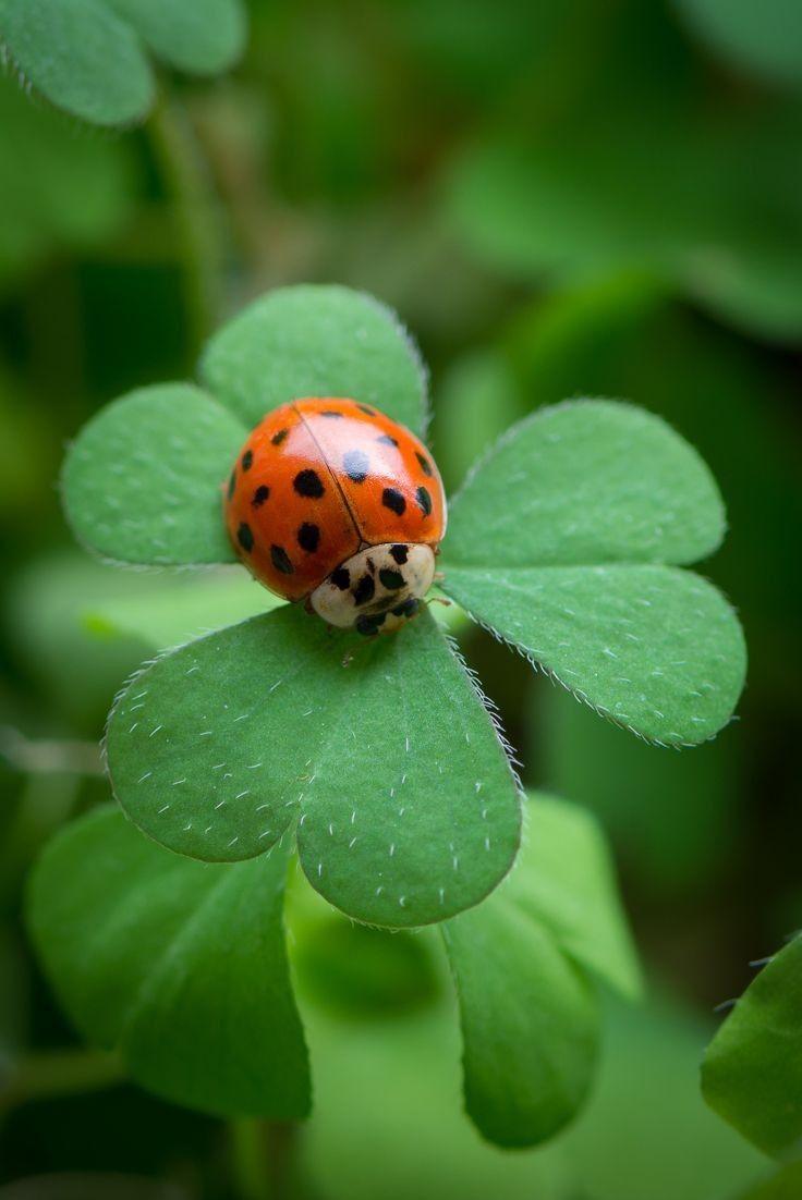 Ladybird Wallpapers - Top Free Ladybird Backgrounds - WallpaperAccess