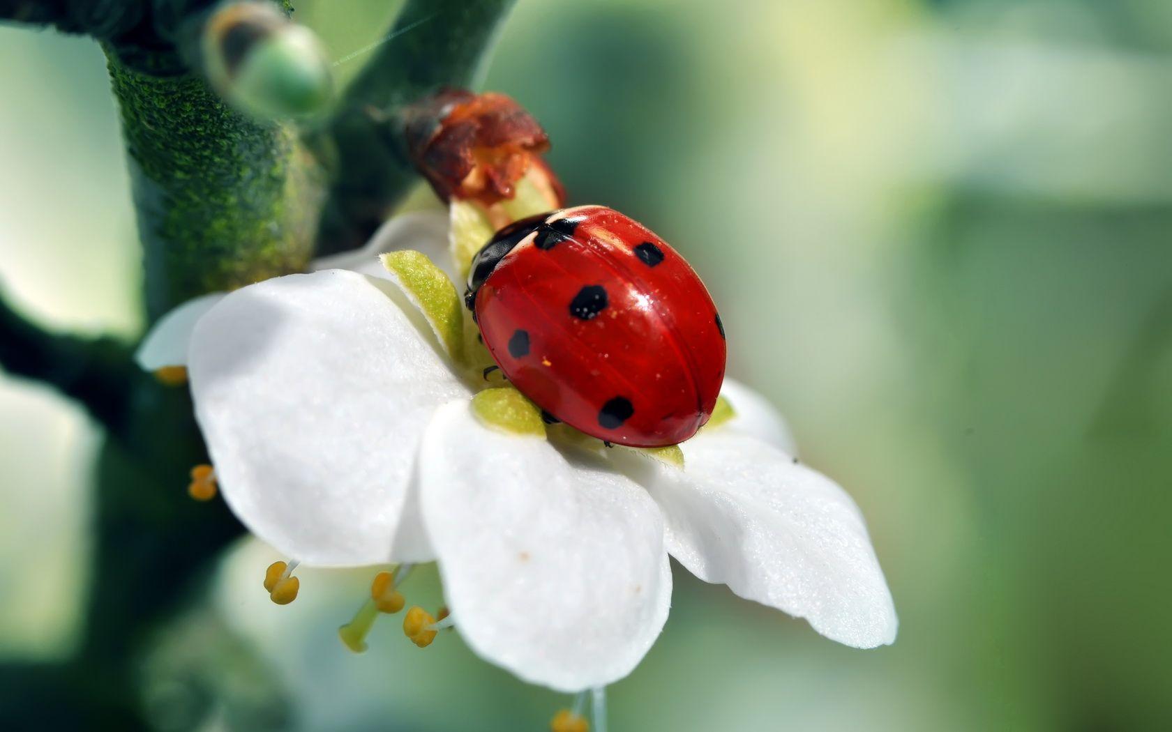 Ladybird Wallpapers - Top Free Ladybird Backgrounds - WallpaperAccess