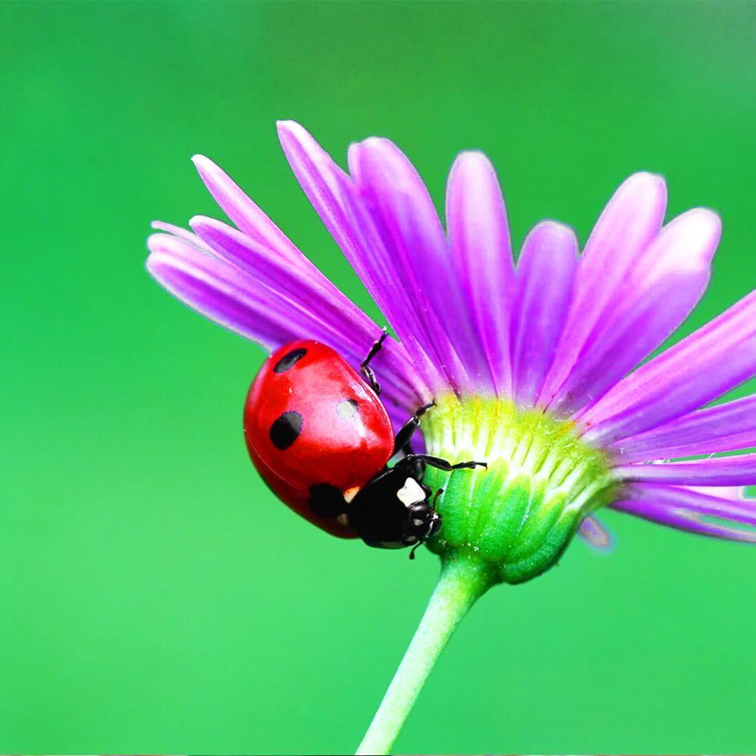 Ladybird Wallpapers - Top Free Ladybird Backgrounds - WallpaperAccess