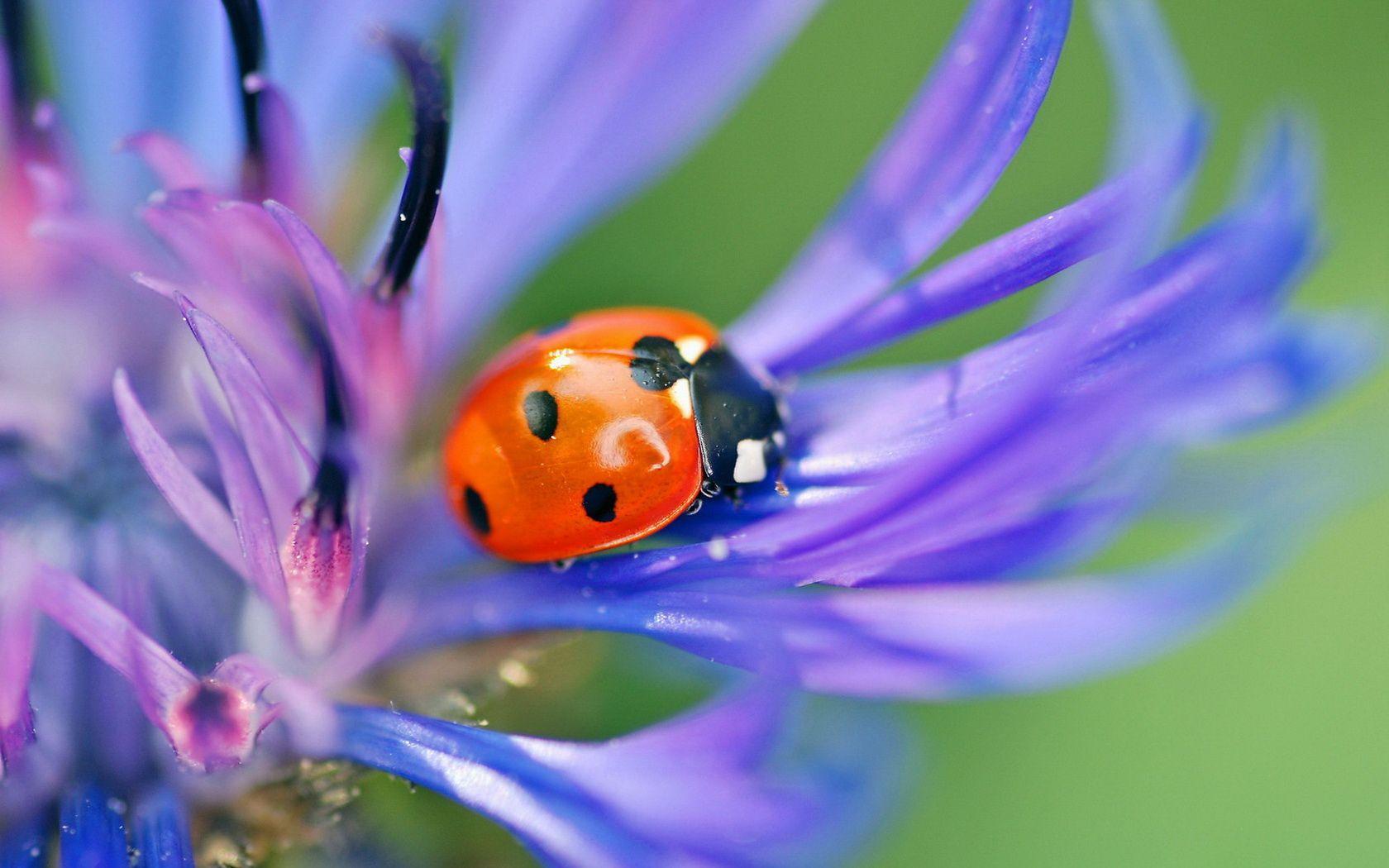 Ladybird Wallpapers - Top Free Ladybird Backgrounds - WallpaperAccess