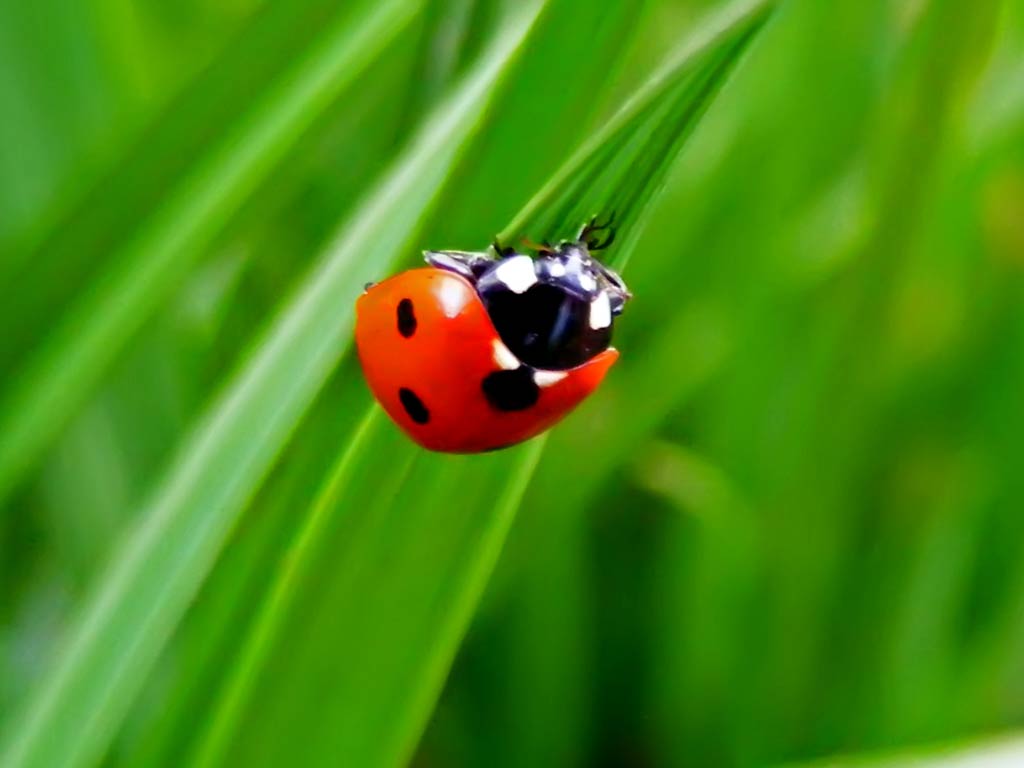 Ladybird Wallpapers - Top Free Ladybird Backgrounds - WallpaperAccess