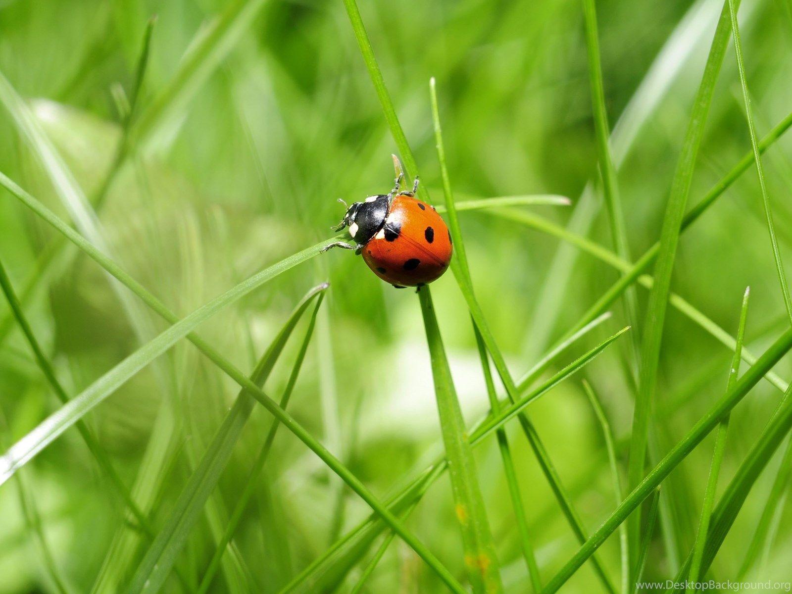 Ladybird Wallpapers - Top Free Ladybird Backgrounds - WallpaperAccess