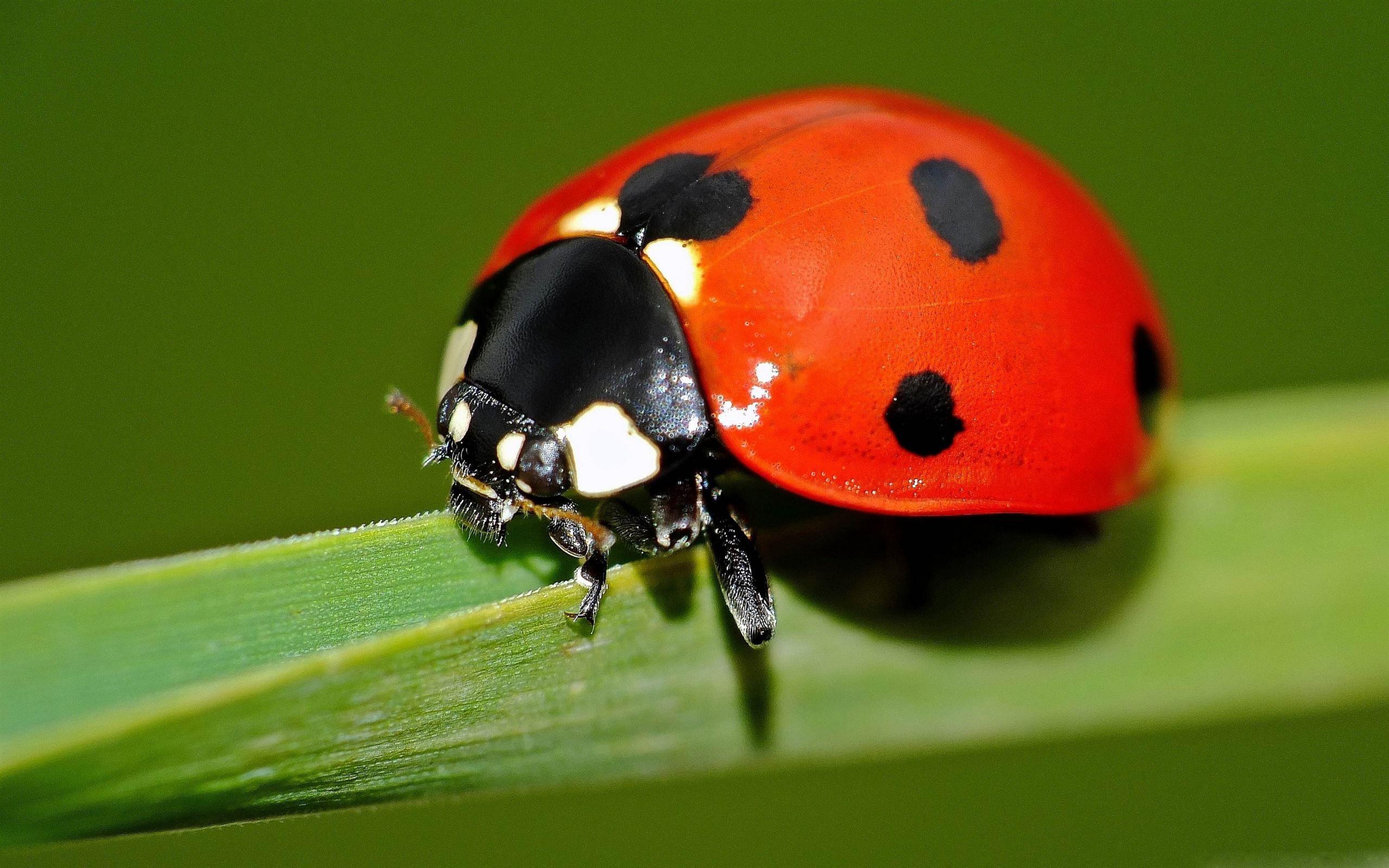 Ladybird Wallpapers - Top Free Ladybird Backgrounds - WallpaperAccess