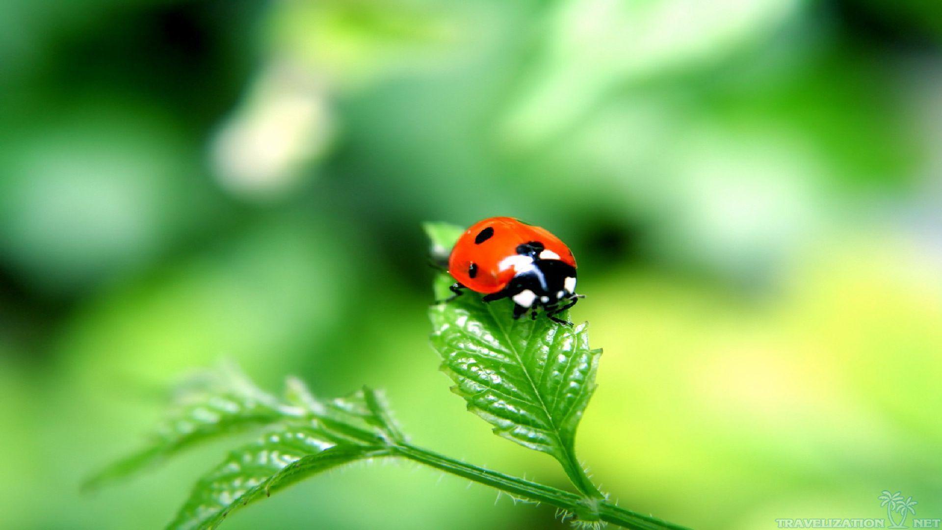 Ladybird Wallpapers - Top Free Ladybird Backgrounds - WallpaperAccess