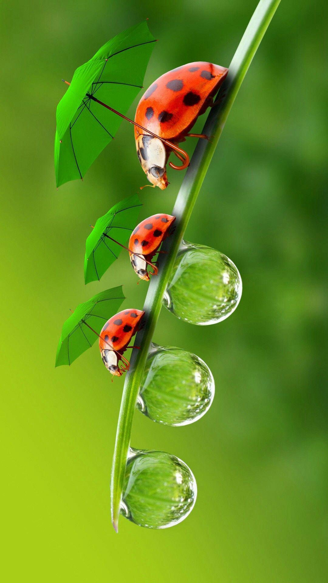 Ladybird Wallpapers - Top Free Ladybird Backgrounds - WallpaperAccess