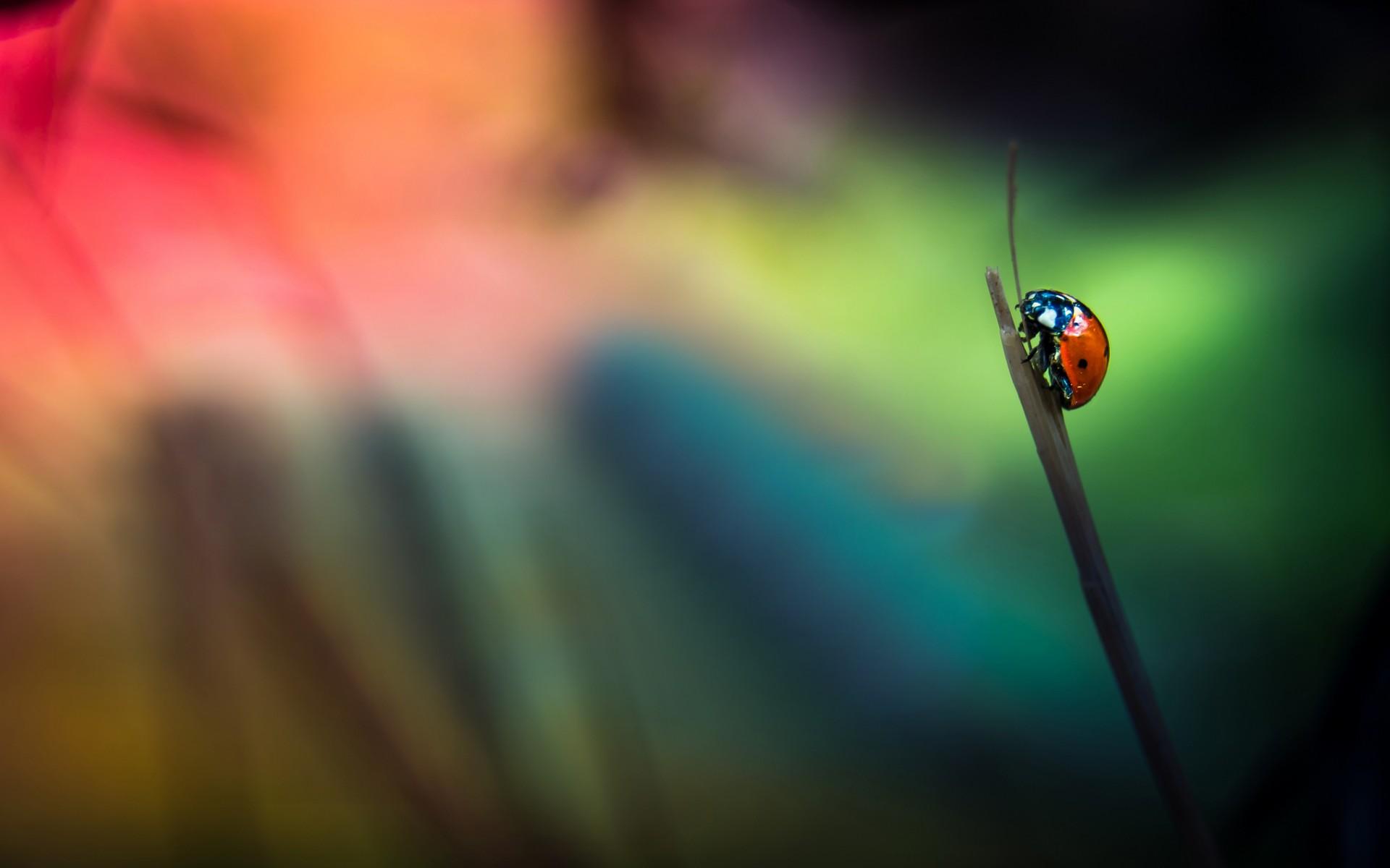 Ladybird Wallpapers - Top Free Ladybird Backgrounds - WallpaperAccess
