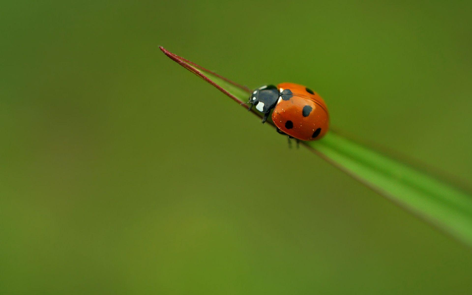 Ladybird Wallpapers - Top Free Ladybird Backgrounds - WallpaperAccess