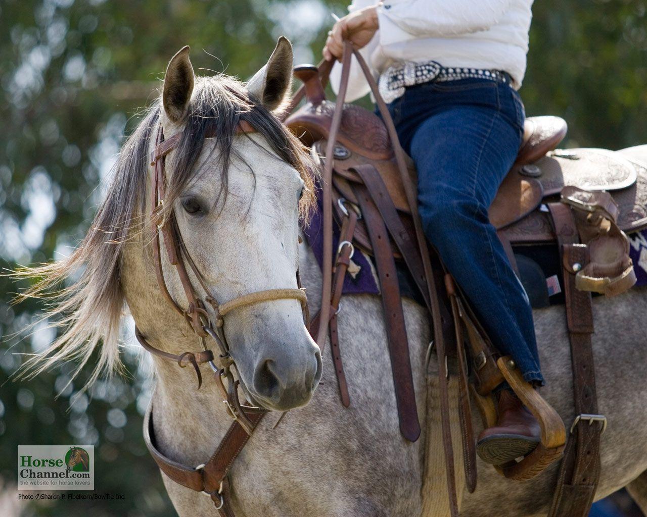 Quarter Horse Wallpapers - Top Free Quarter Horse Backgrounds ...