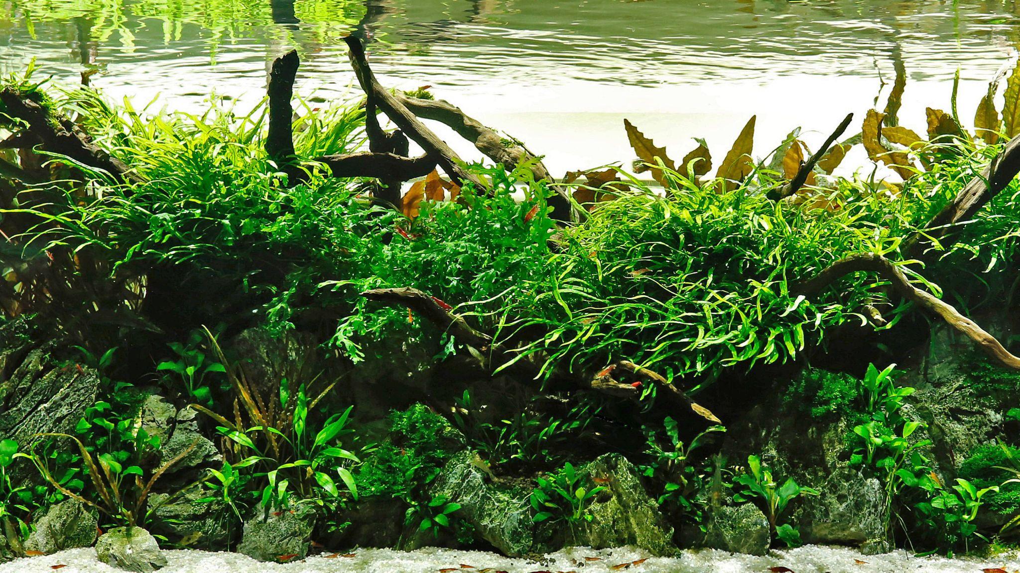 Aquascape Wallpapers - Top Free Aquascape Backgrounds - WallpaperAccess