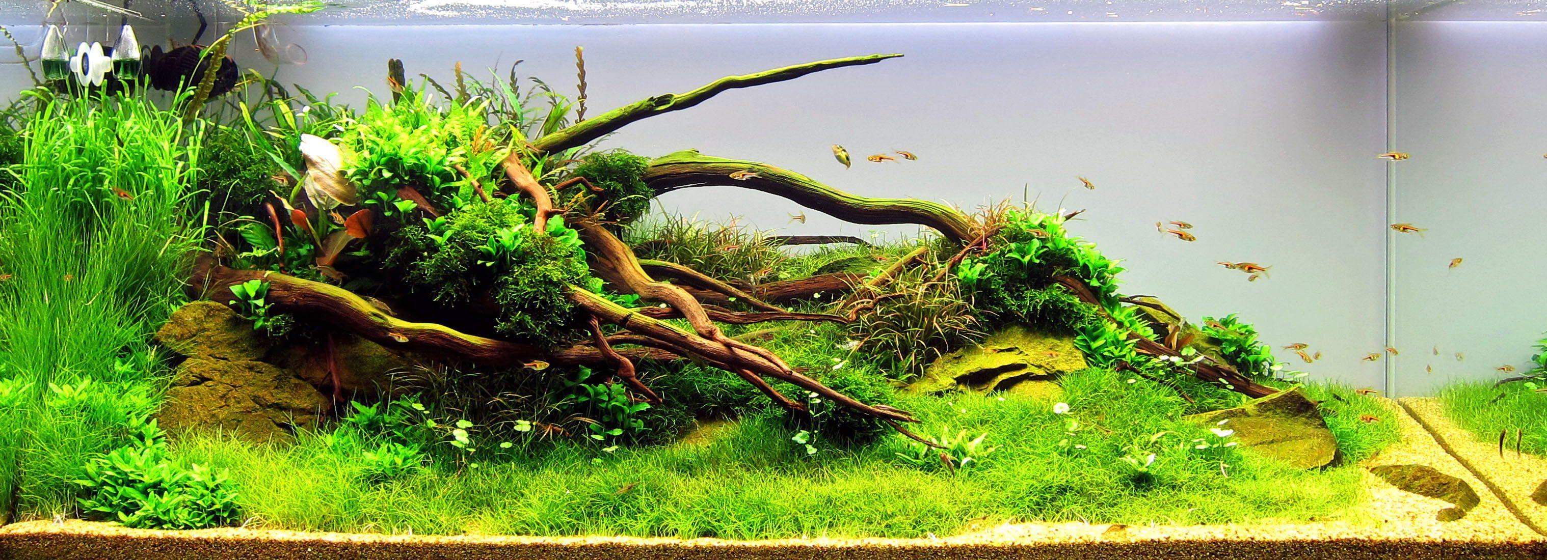 Aquascape Wallpapers - Top Free Aquascape Backgrounds - WallpaperAccess