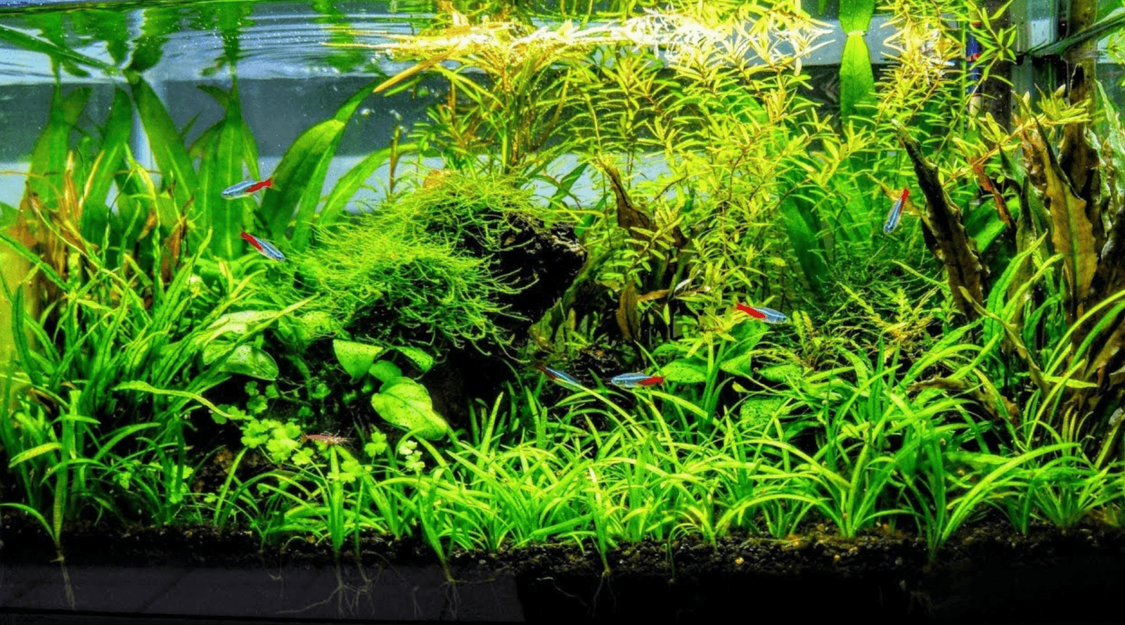 Aquascape Wallpapers - Top Free Aquascape Backgrounds - WallpaperAccess