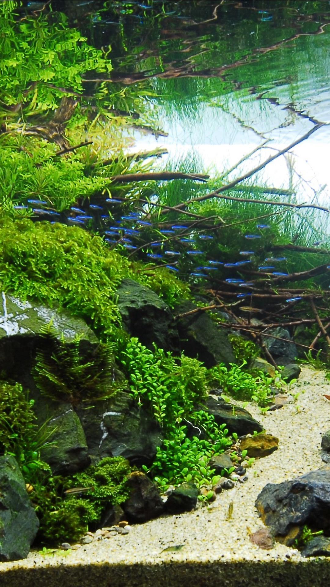 Aquascape Wallpapers - Top Free Aquascape Backgrounds - WallpaperAccess