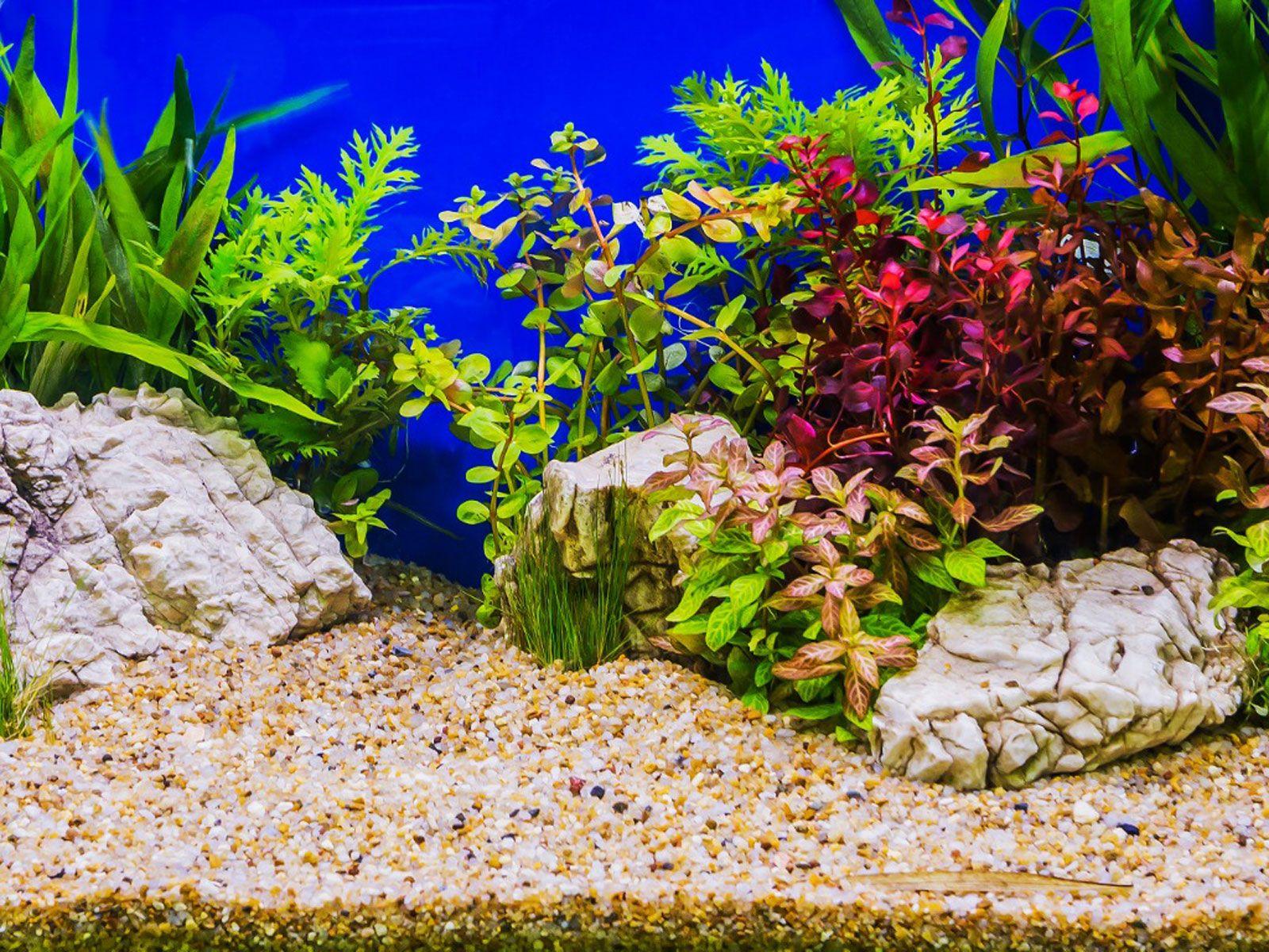Aquascape Wallpapers - Top Free Aquascape Backgrounds - WallpaperAccess
