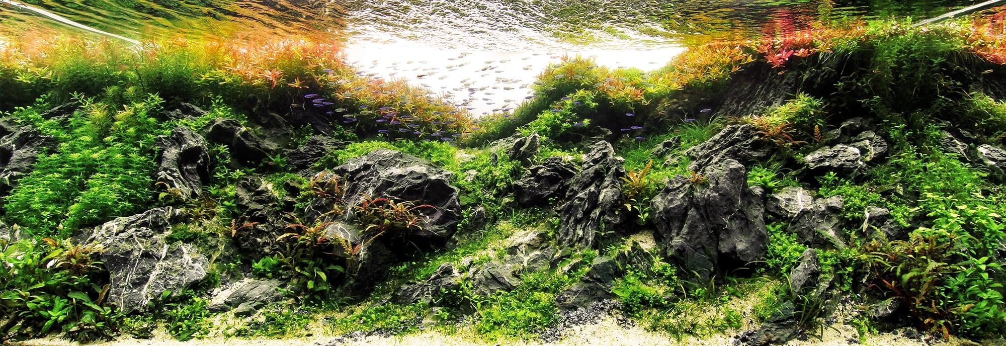 Aquascape Wallpapers - Top Free Aquascape Backgrounds - WallpaperAccess