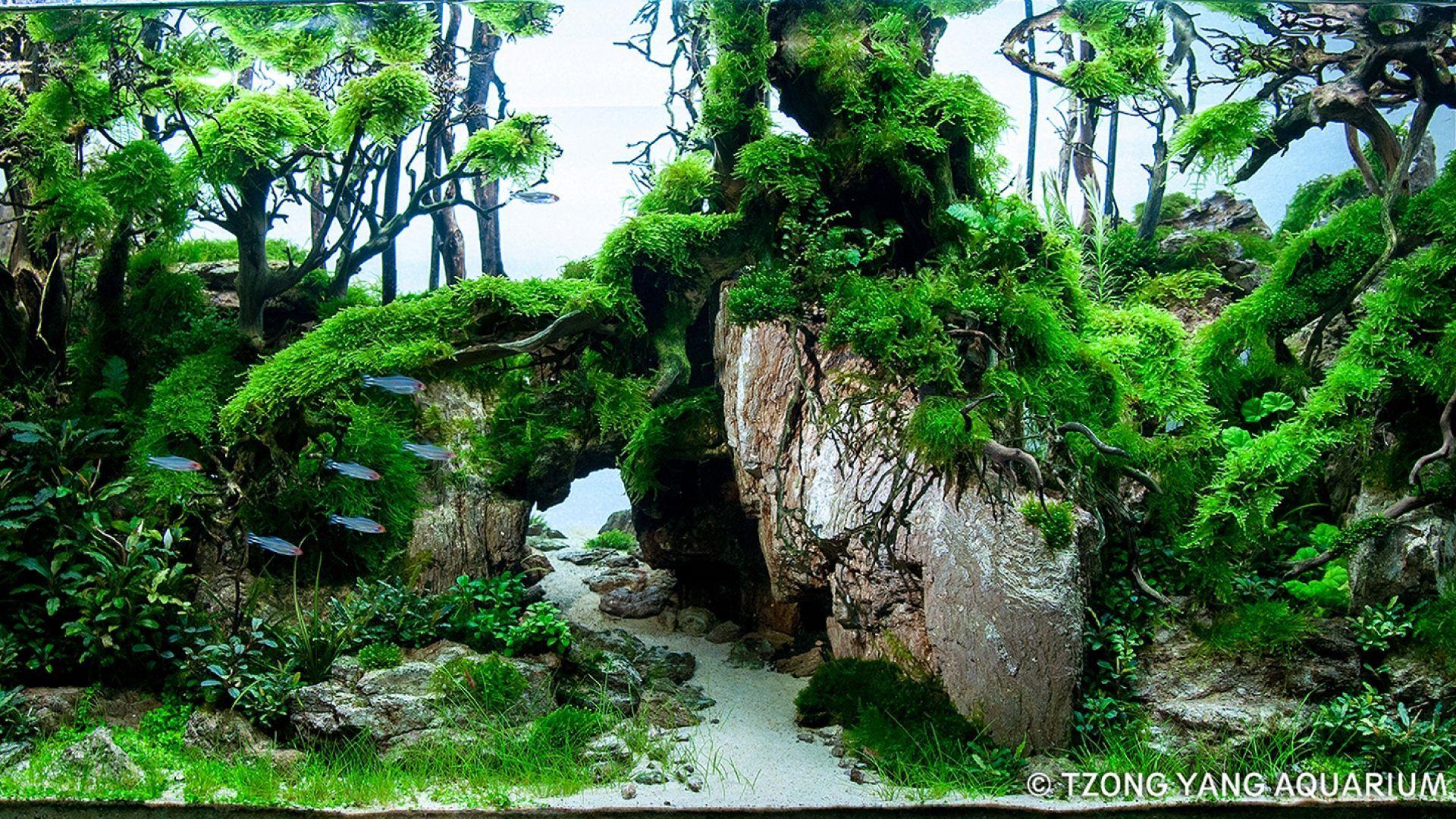 Aquascape Wallpapers - Top Free Aquascape Backgrounds - WallpaperAccess