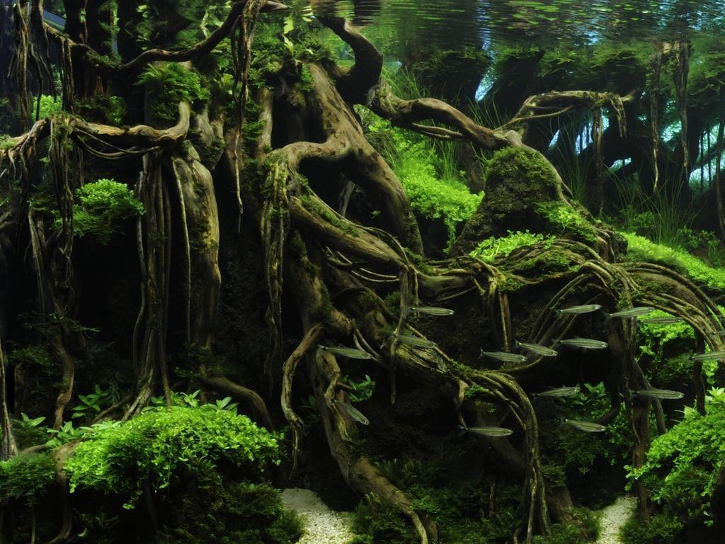 Aquascape Wallpapers - Top Free Aquascape Backgrounds - WallpaperAccess