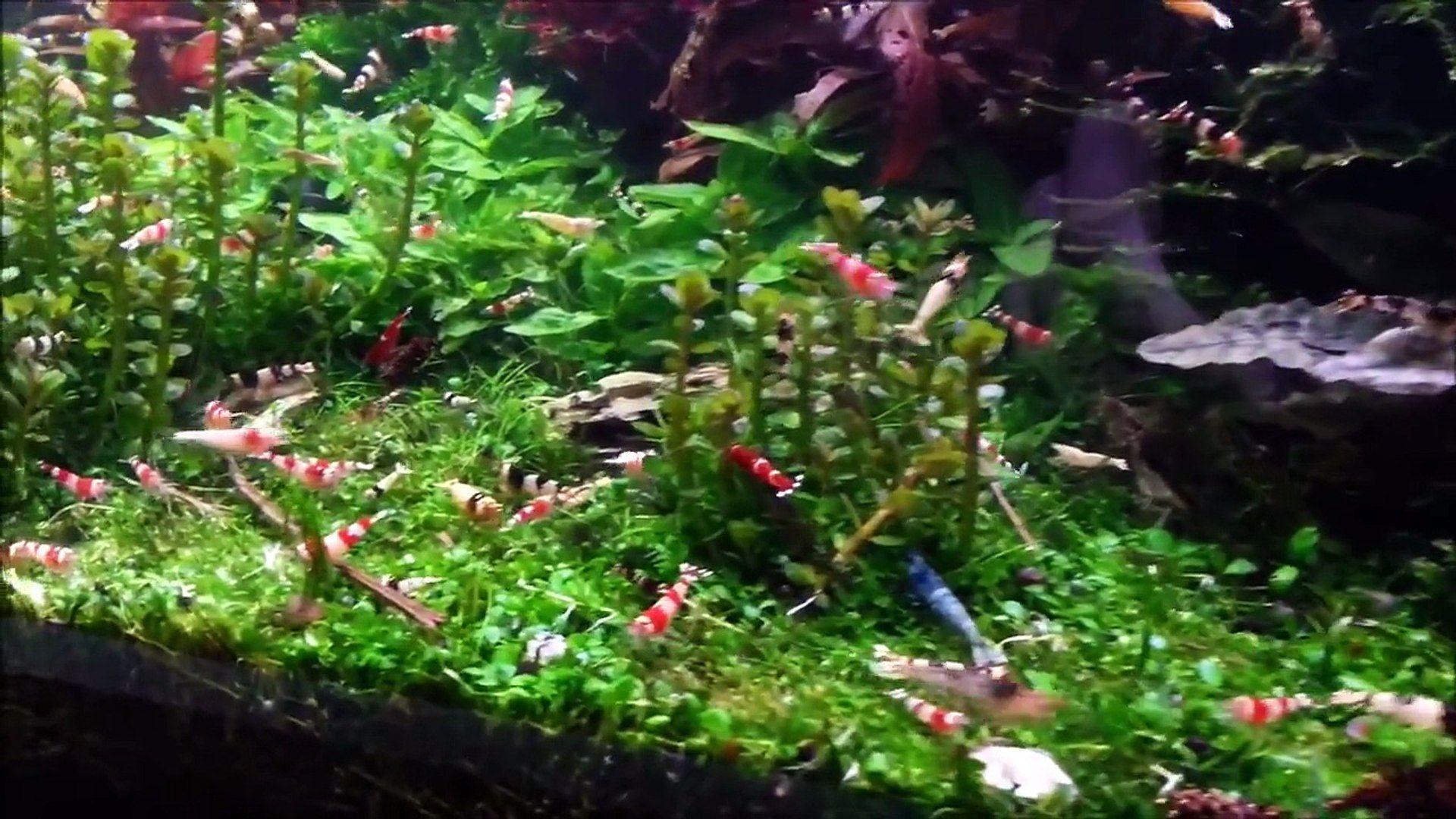 Aquascape Wallpapers - Top Free Aquascape Backgrounds - WallpaperAccess