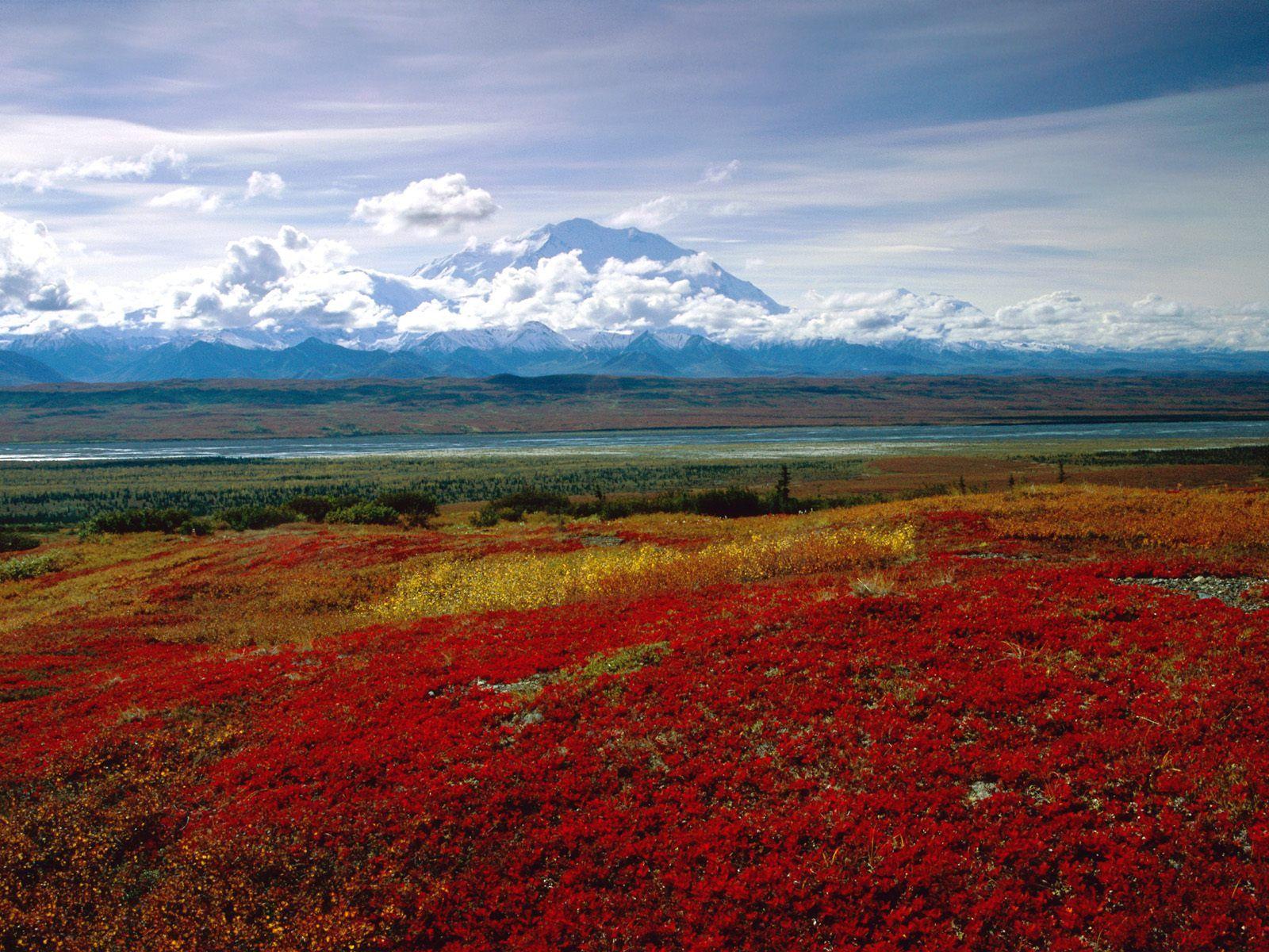 Denali National Park 4K Wallpapers - Top Free Denali National Park 4K ...