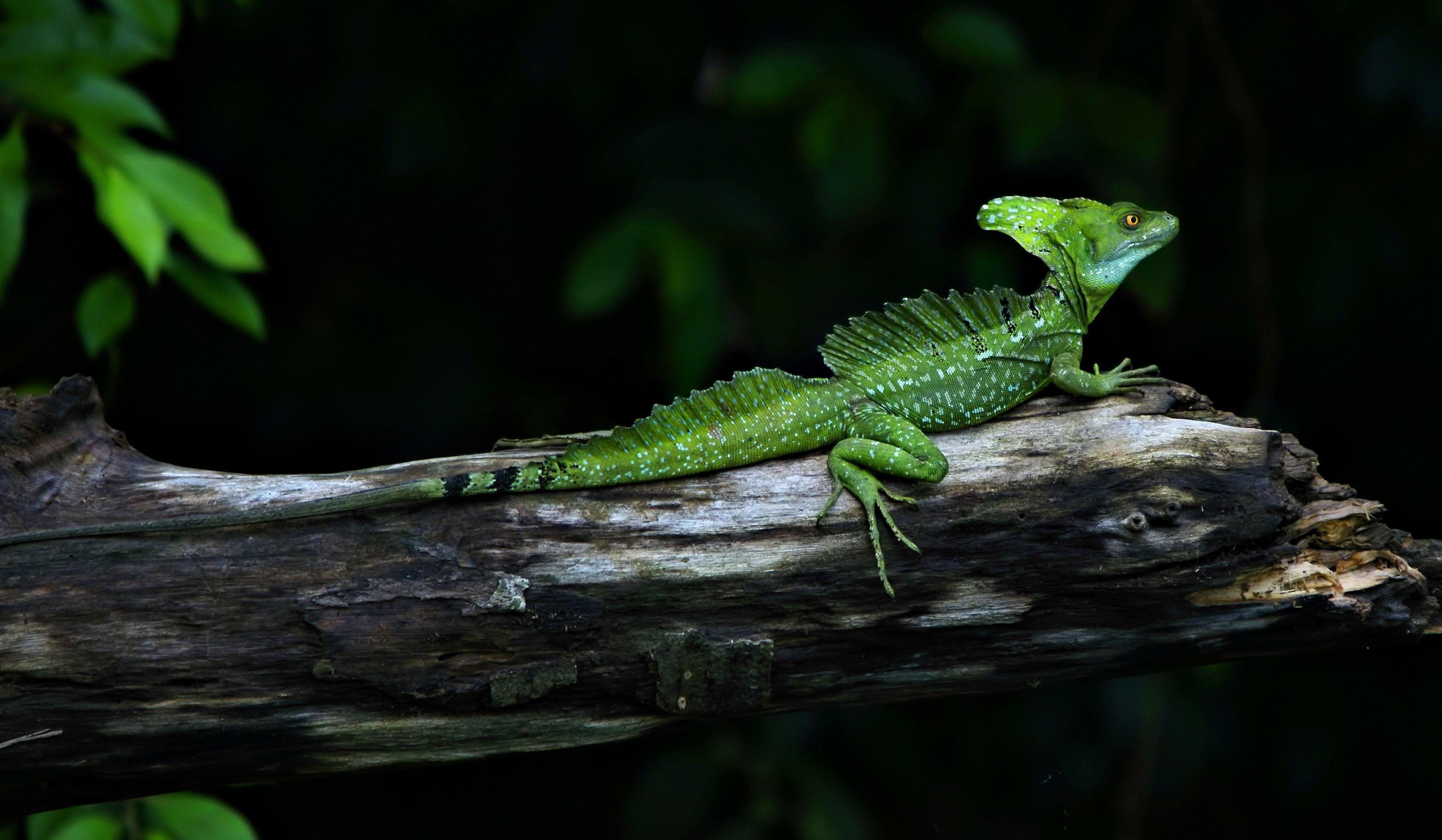 Green Lizard Wallpapers - Top Free Green Lizard Backgrounds ...