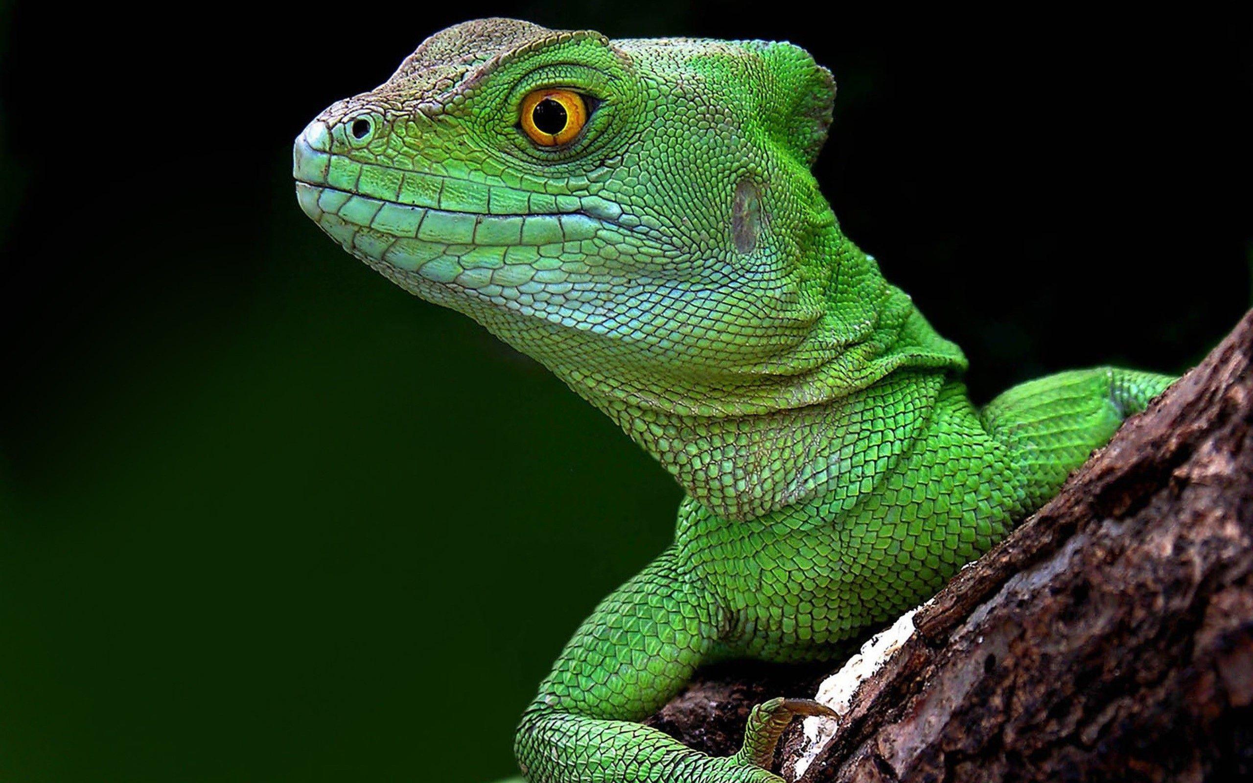 Green Lizard Wallpapers - Top Free Green Lizard Backgrounds ...