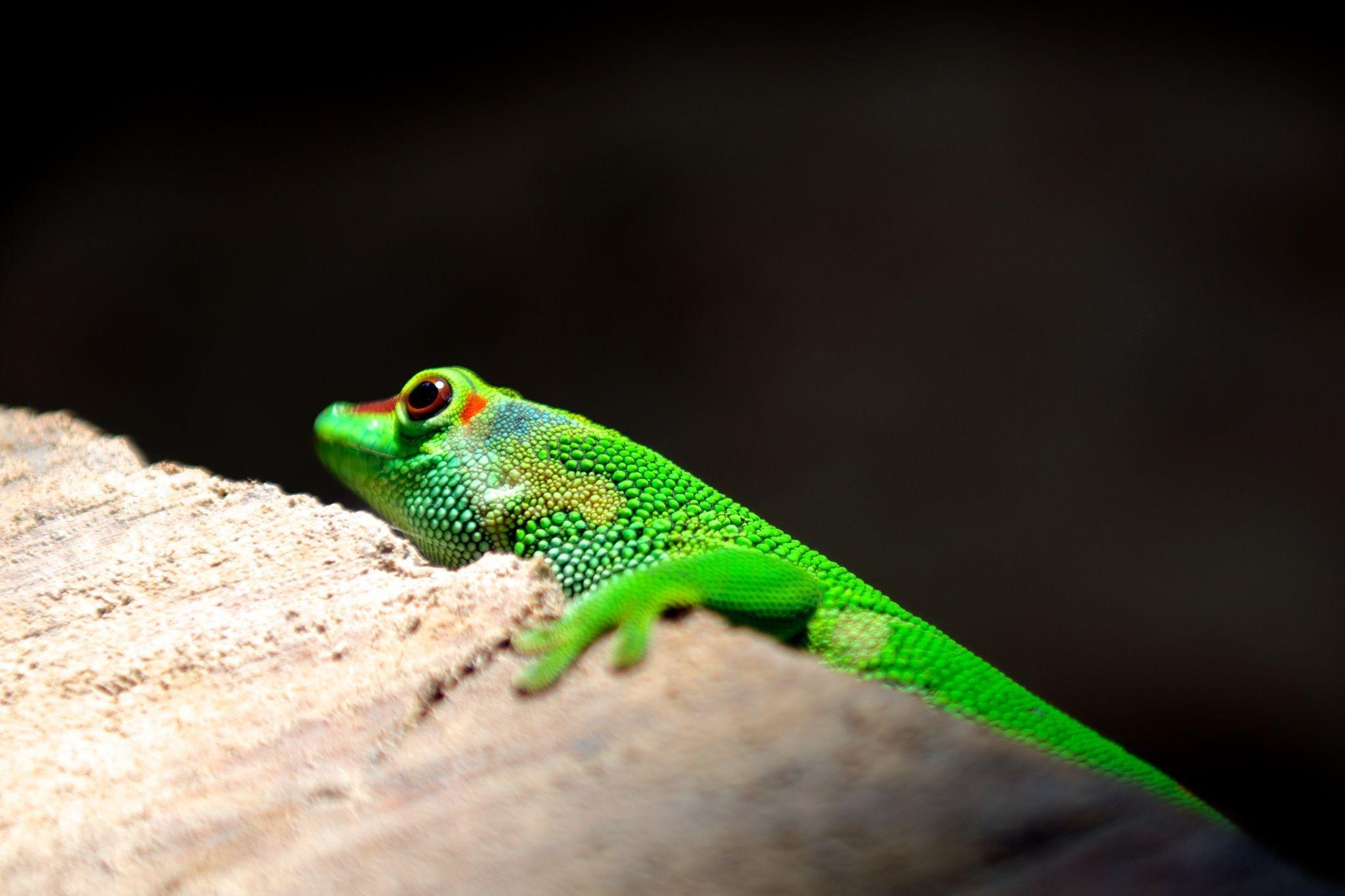Green Lizard Wallpapers - Top Free Green Lizard Backgrounds ...