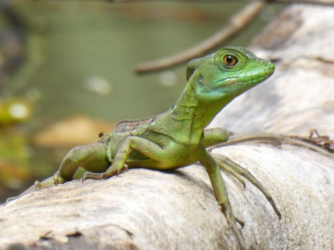 Green Lizard Wallpapers - Top Free Green Lizard Backgrounds ...