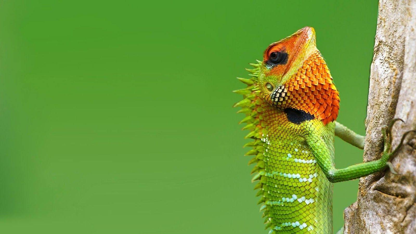 Cute Lizard Wallpapers - Top Free Cute Lizard Backgrounds - WallpaperAccess