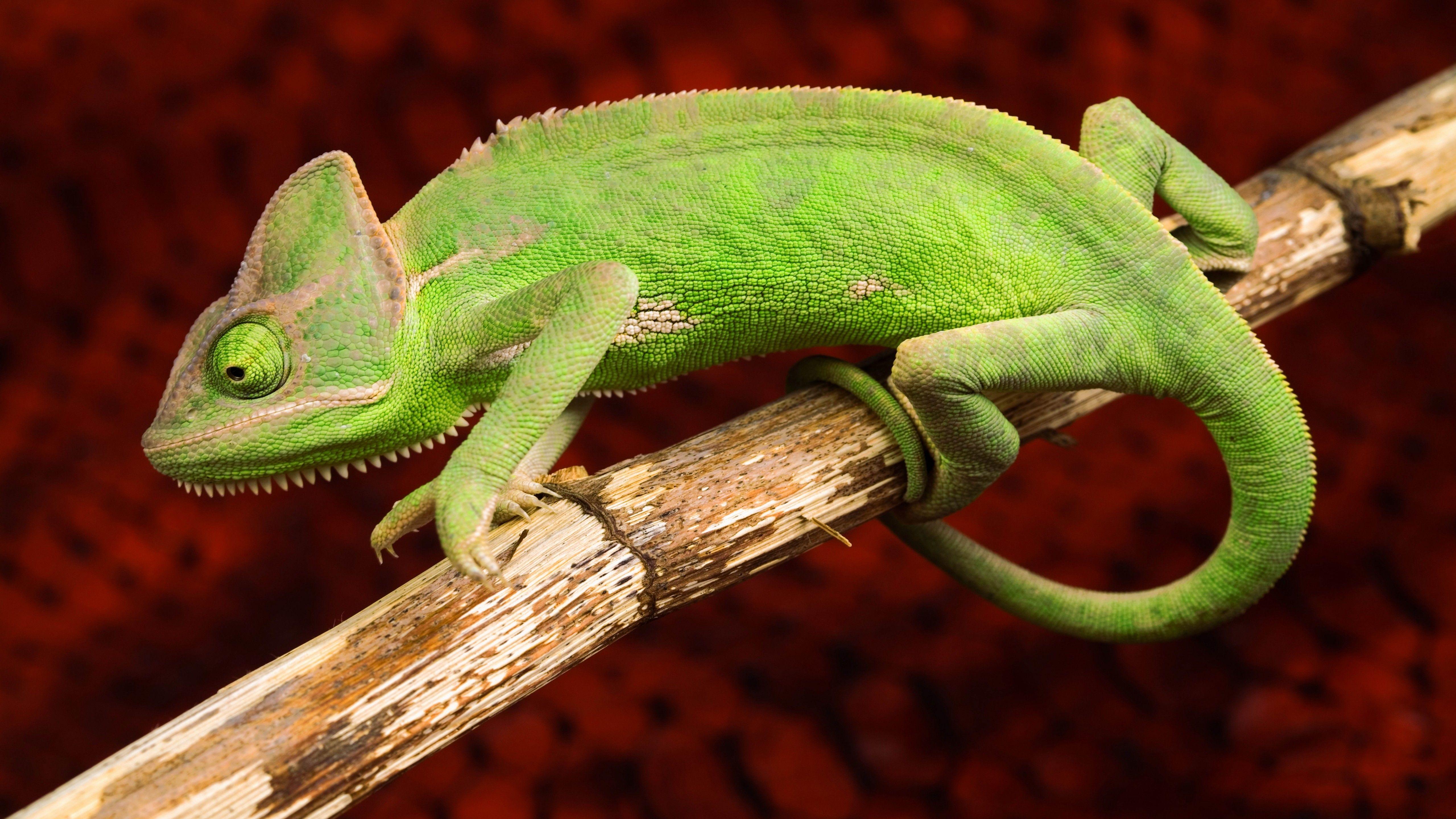 Green Lizard Wallpapers - Top Free Green Lizard Backgrounds ...