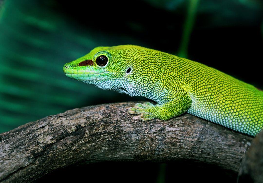 Green Lizard Wallpapers - Top Free Green Lizard Backgrounds ...