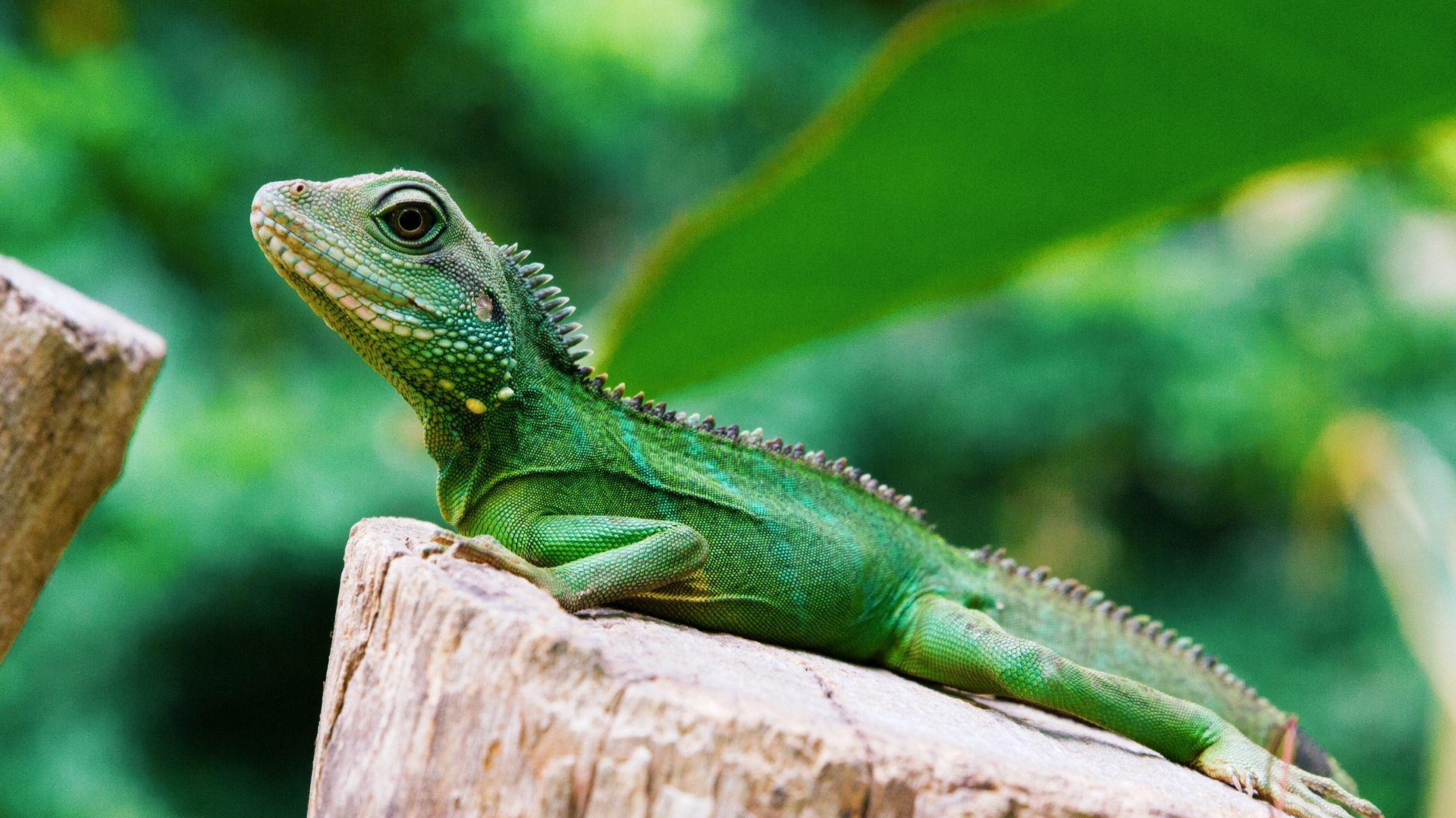 Green Lizard Wallpapers - Top Free Green Lizard Backgrounds ...