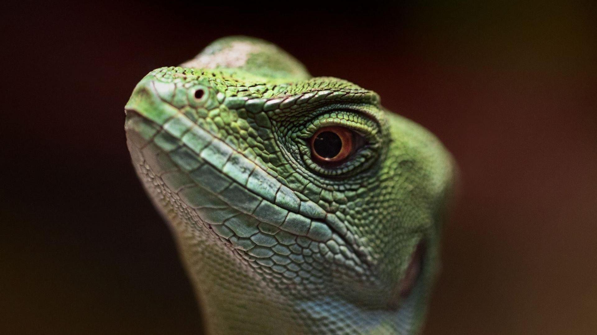 Cute Lizard Wallpapers - Top Free Cute Lizard Backgrounds - WallpaperAccess