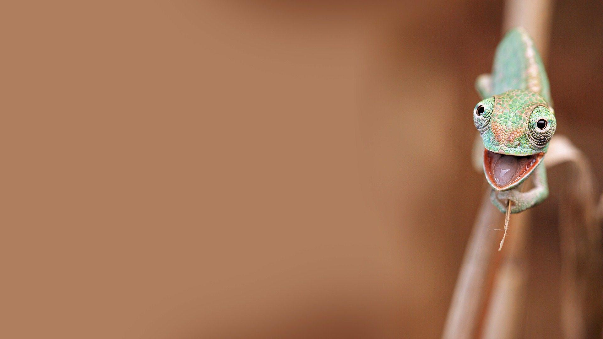 Cute Lizard Wallpapers - Top Free Cute Lizard Backgrounds - WallpaperAccess