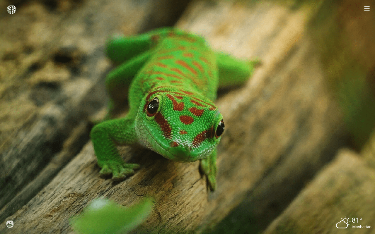 Cute Lizard Wallpapers - Top Free Cute Lizard Backgrounds - WallpaperAccess