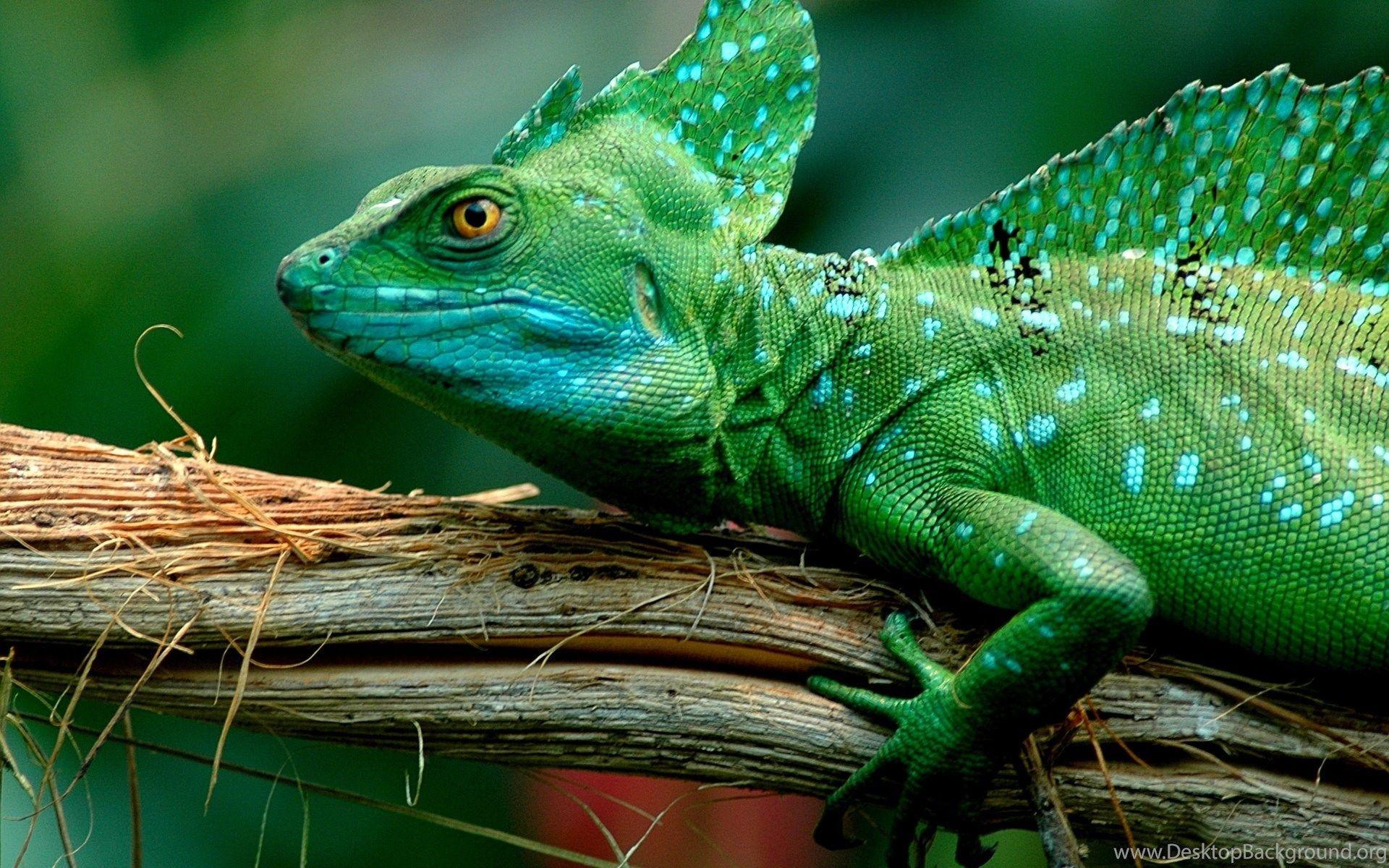 Cute Lizard Wallpapers - Top Free Cute Lizard Backgrounds - WallpaperAccess