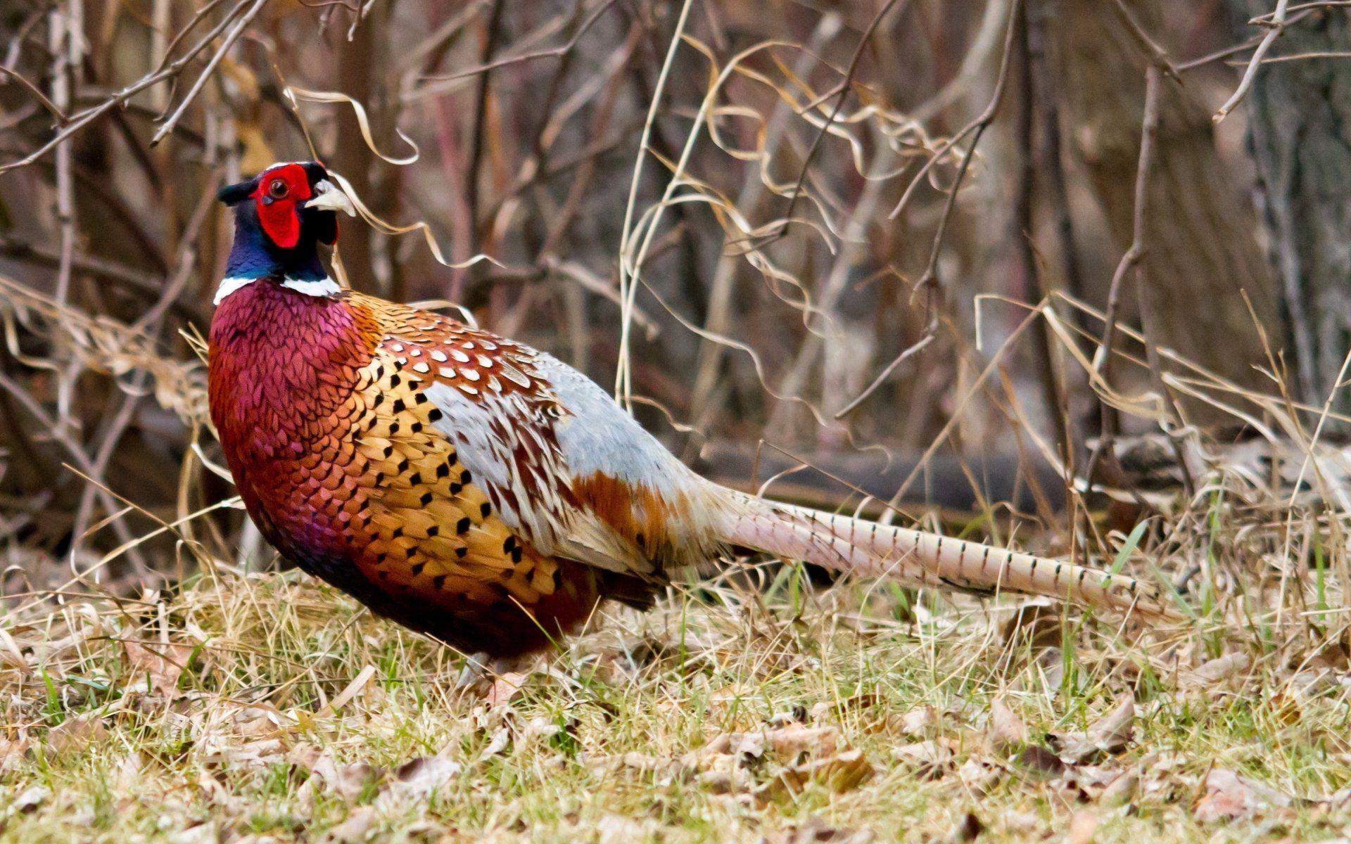 Pheasant Wallpapers - Top Free Pheasant Backgrounds - WallpaperAccess