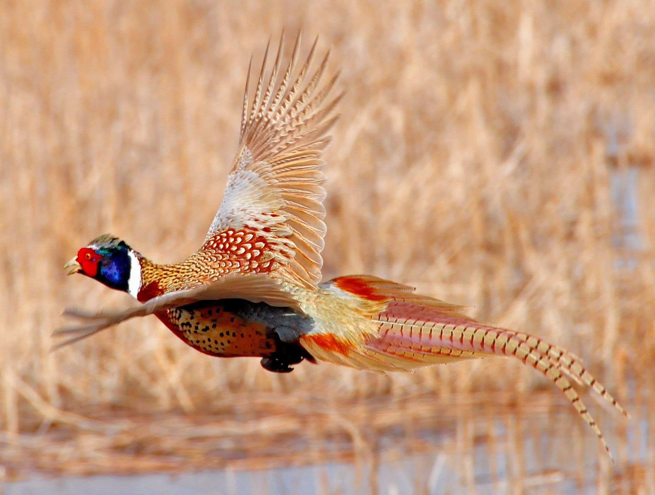 Pheasant Wallpapers - Top Free Pheasant Backgrounds - WallpaperAccess