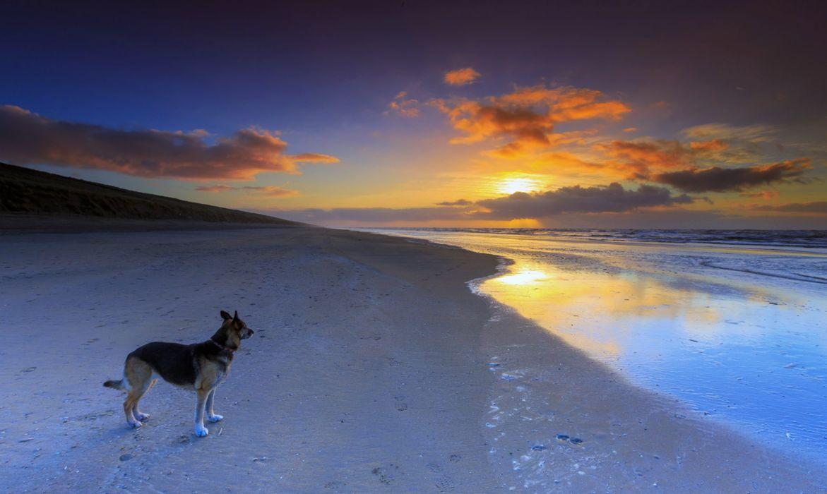 Dog Beach Sunset Wallpapers - Top Free Dog Beach Sunset Backgrounds ...