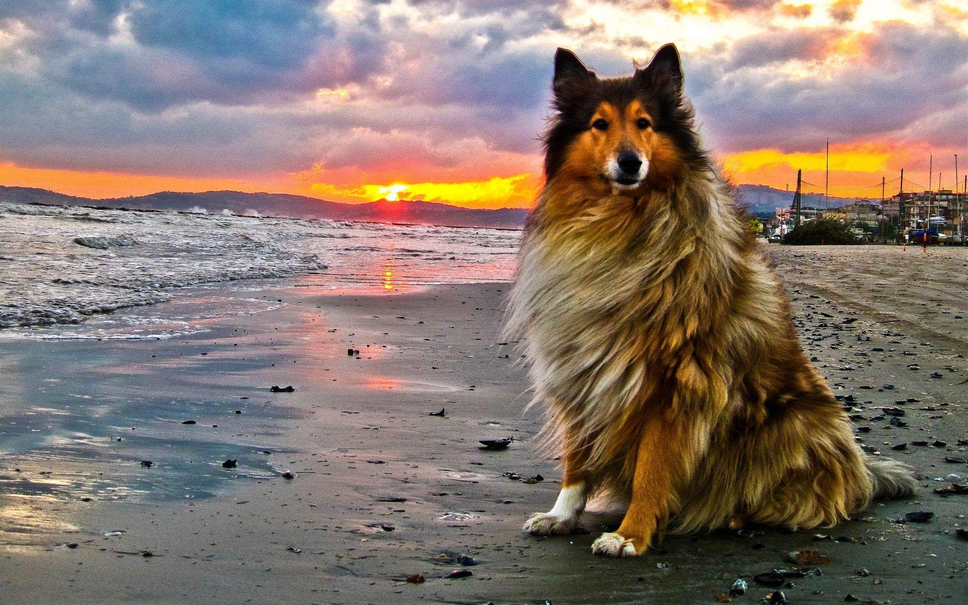 Dog Beach Sunset Wallpapers - Top Free Dog Beach Sunset Backgrounds ...