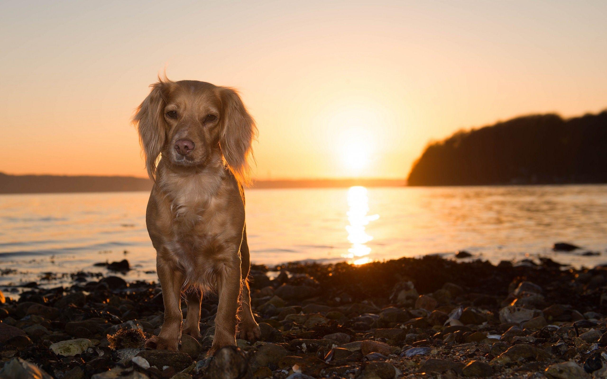 Dog Beach Sunset Wallpapers - Top Free Dog Beach Sunset Backgrounds ...