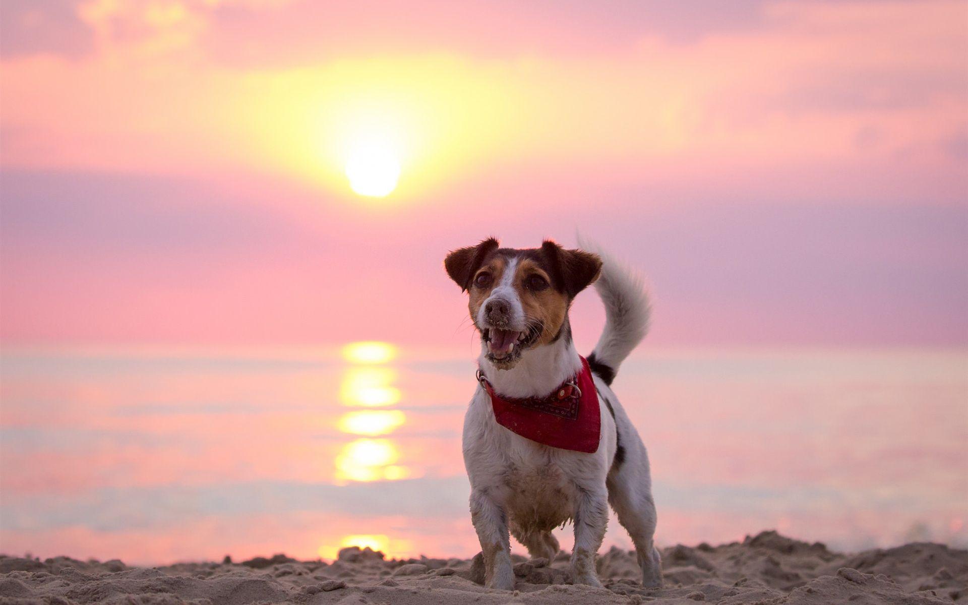 Dog Beach Sunset Wallpapers - Top Free Dog Beach Sunset Backgrounds ...