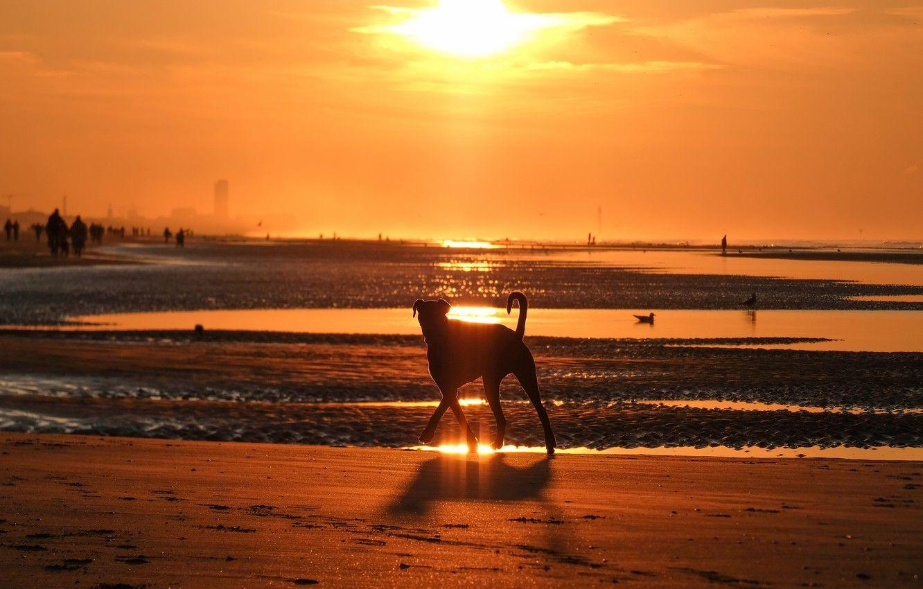Dog Beach Sunset Wallpapers - Top Free Dog Beach Sunset Backgrounds ...