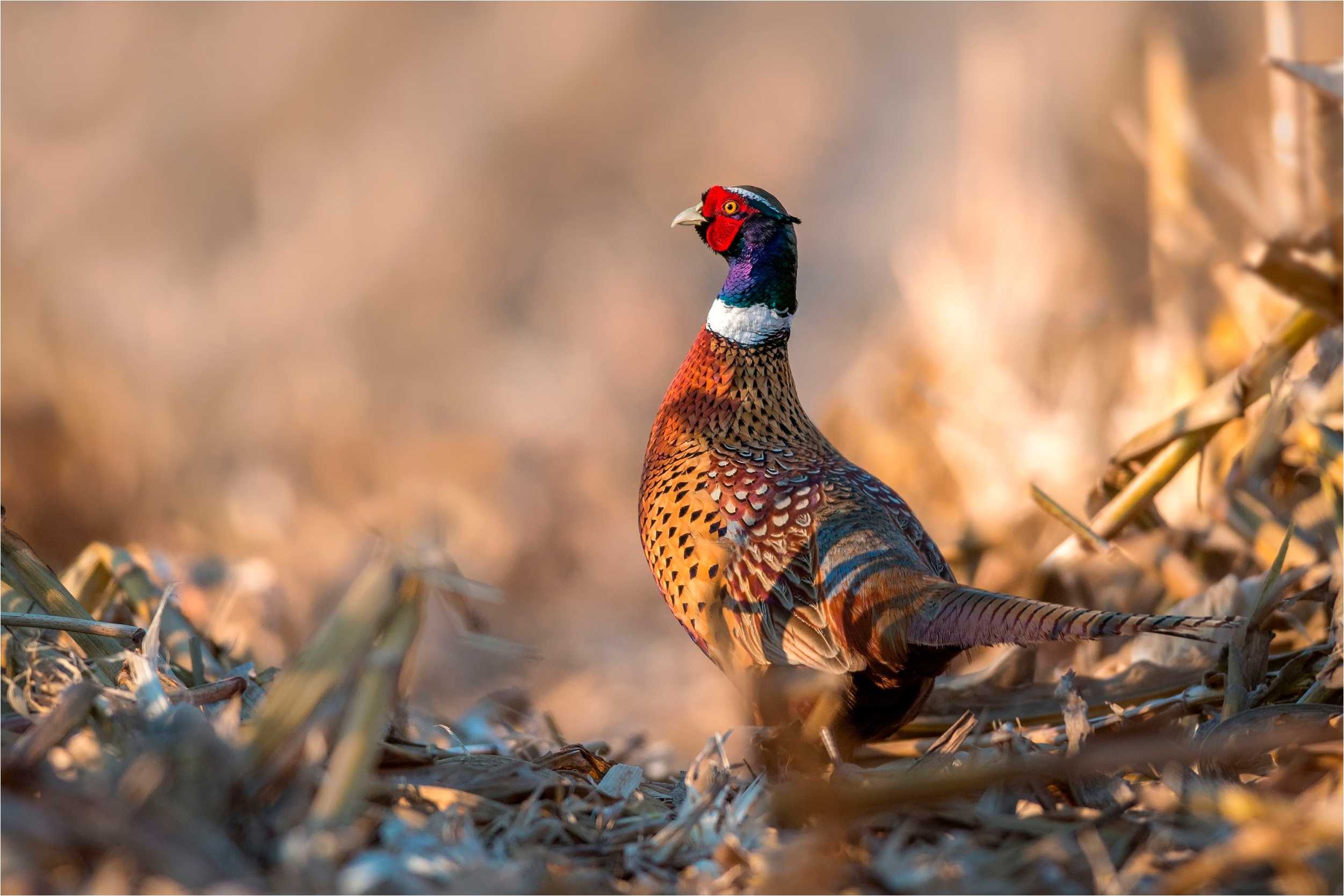Pheasant Wallpapers - Top Free Pheasant Backgrounds - WallpaperAccess