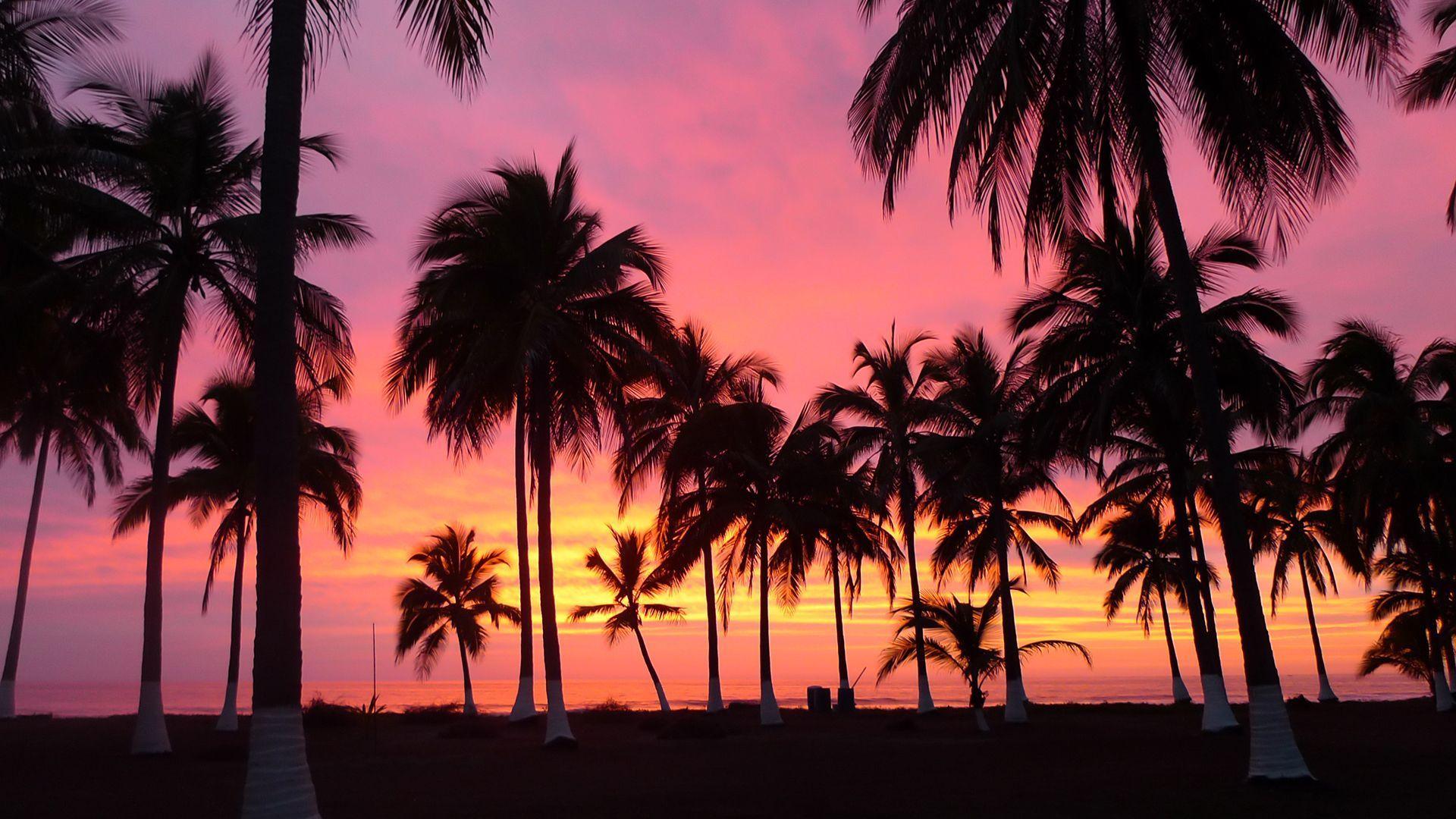 80s Palm Tree Sunset Wallpapers - Top Free 80s Palm Tree Sunset ...