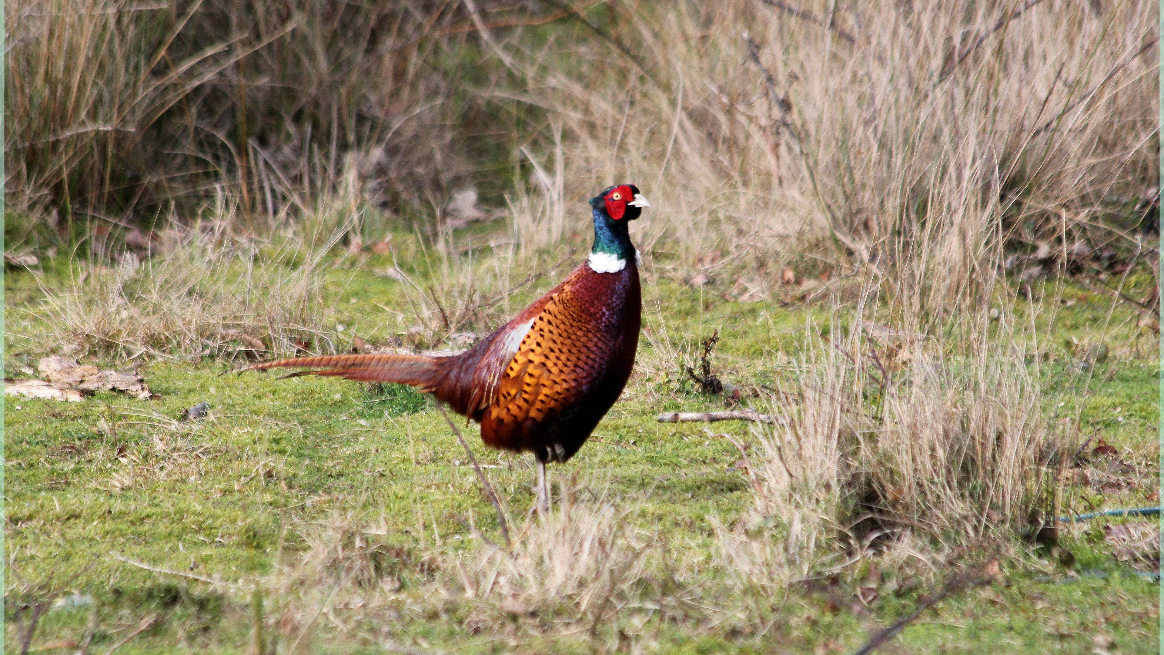 Pheasant Wallpapers - Top Free Pheasant Backgrounds - WallpaperAccess